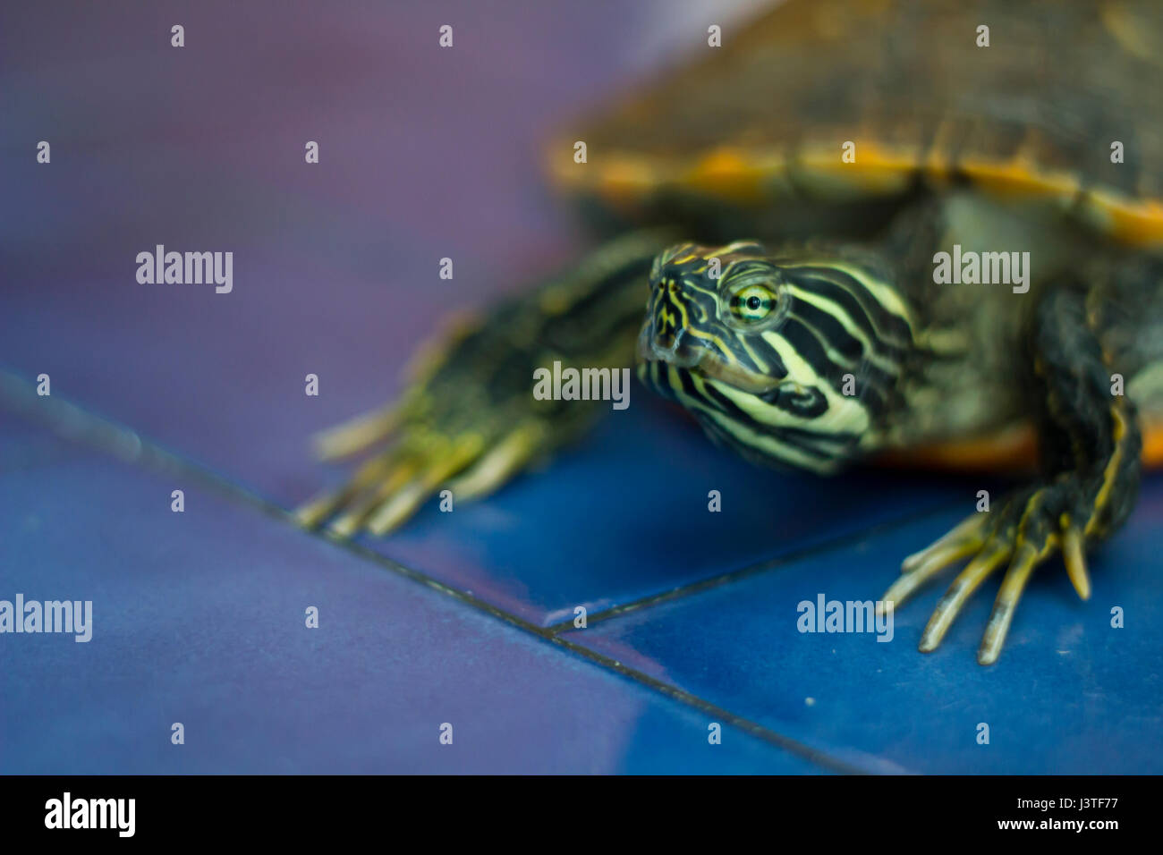 Domestic turtle hi-res stock photography and images - Alamy