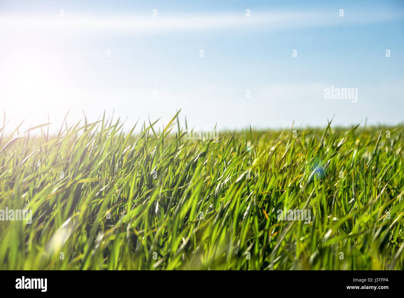 Boundless field hi-res stock photography and images - Alamy