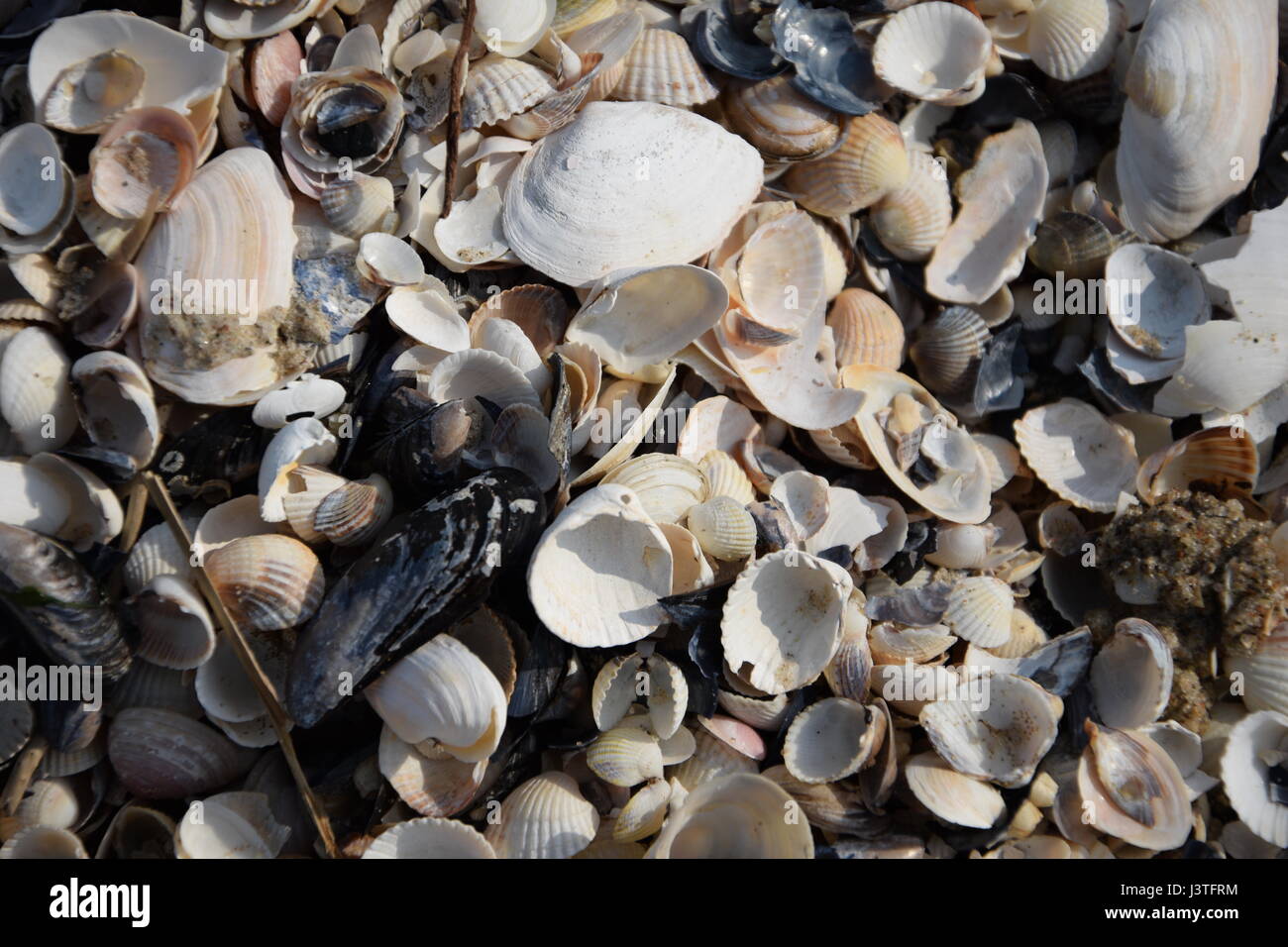 Exotic shells hi-res stock photography and images - Alamy