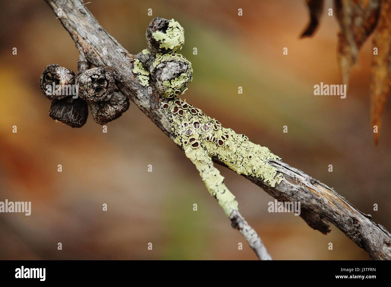 Australian bush tea hi-res stock photography and images - Alamy