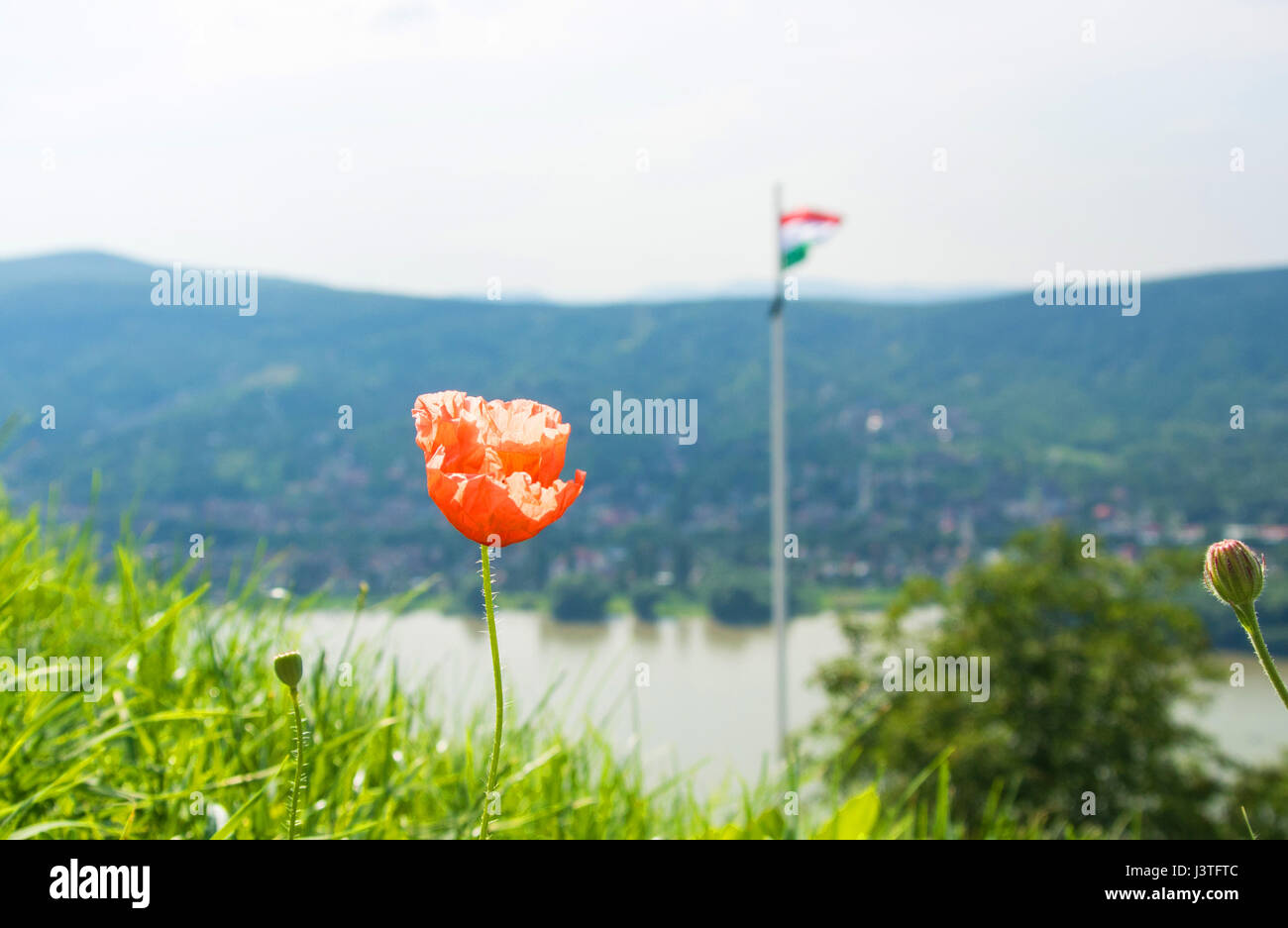 Poppy flowers at the hill of Visegrad castle and hungarian flag at the ...