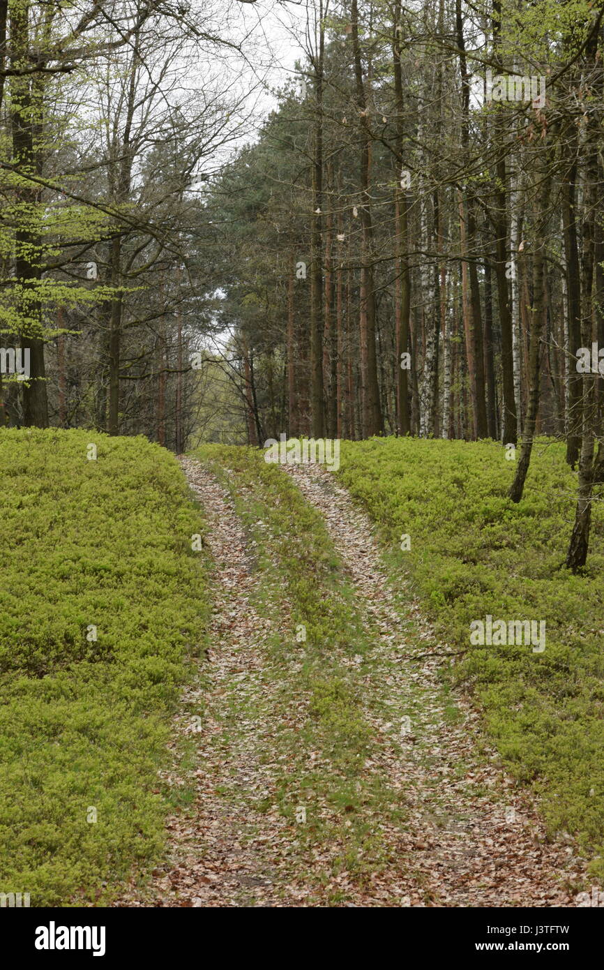 Path through forest Stock Photo - Alamy