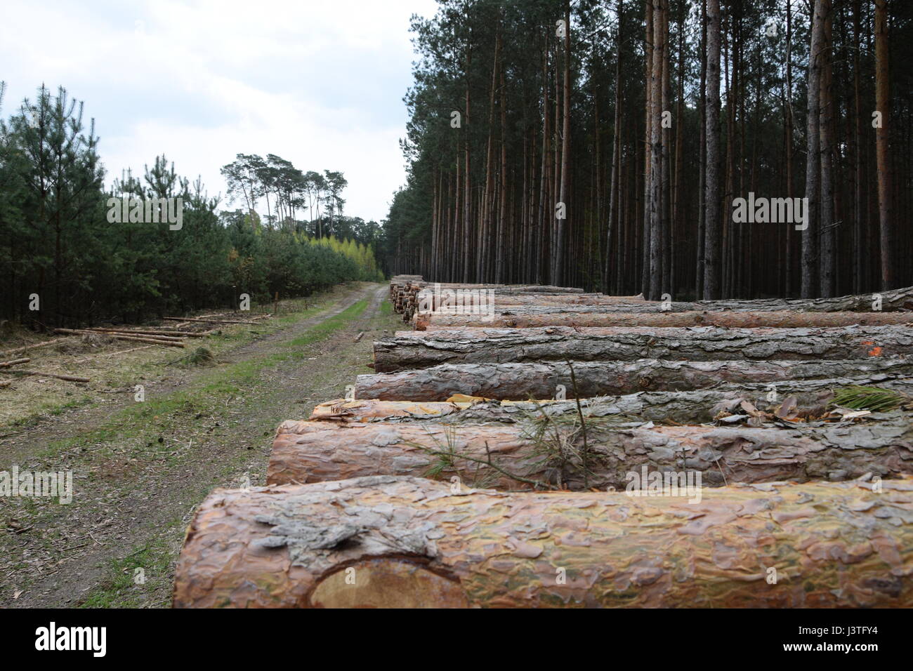 Cut tree logs piled up Stock Photo - Alamy