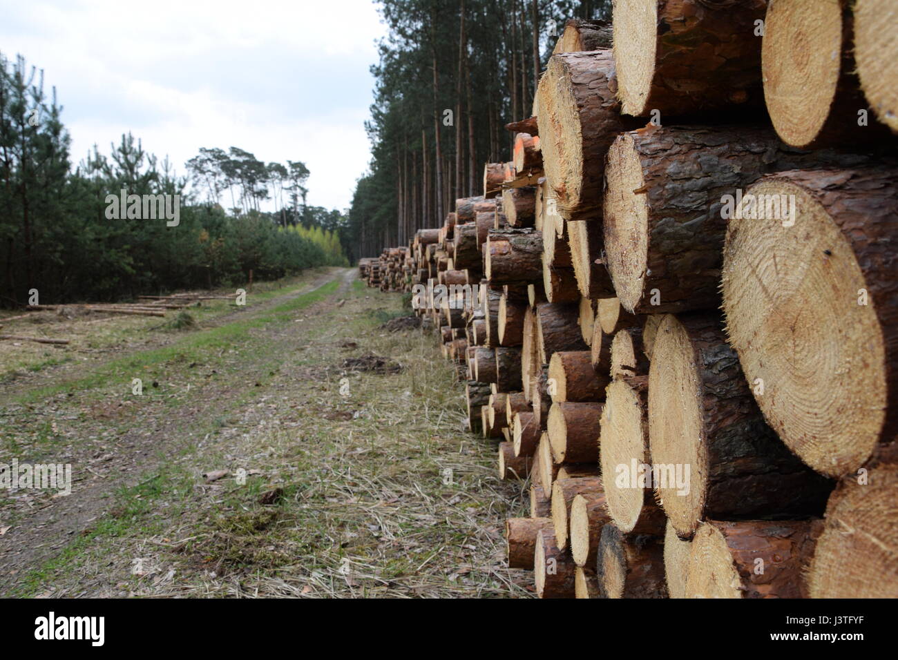 Round firewood stacked in hi-res stock photography and images - Alamy