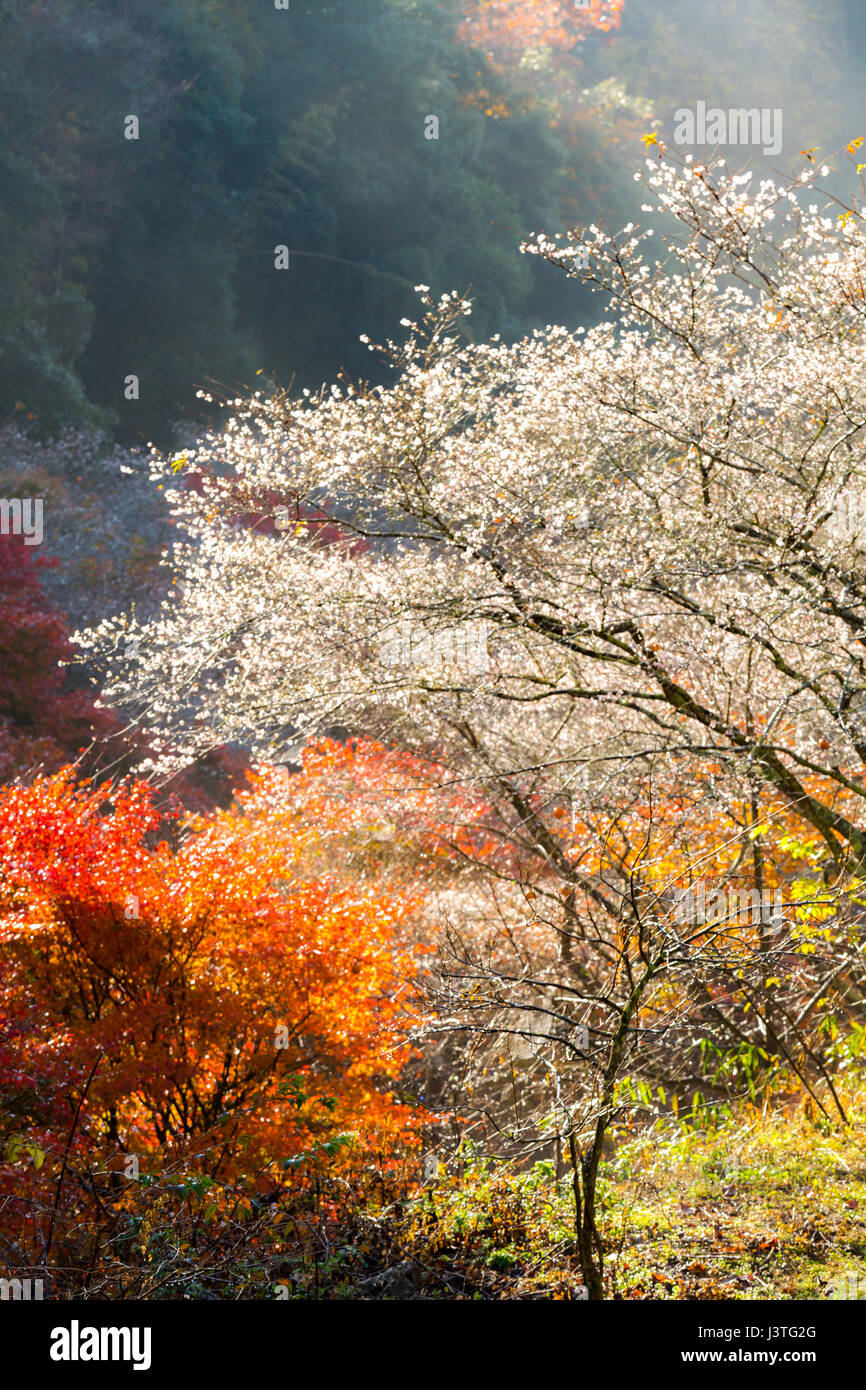 Nagoya, Obara. Autumn Landscape with sakura blossom. Shikizakura kind ...