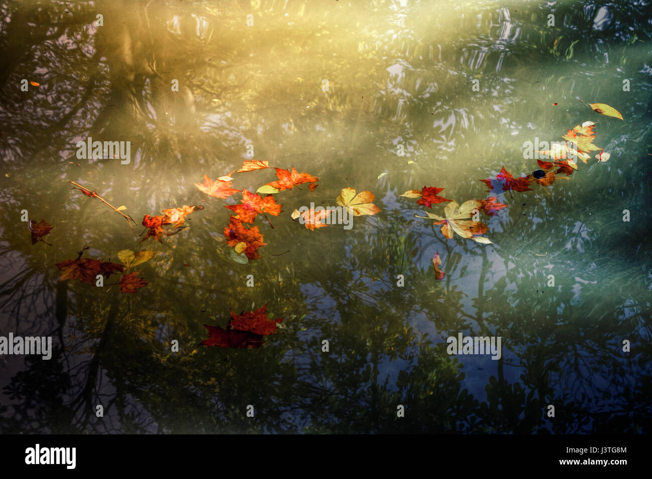Autumn season. Floating fallen laves on the water Stock Photo - Alamy
