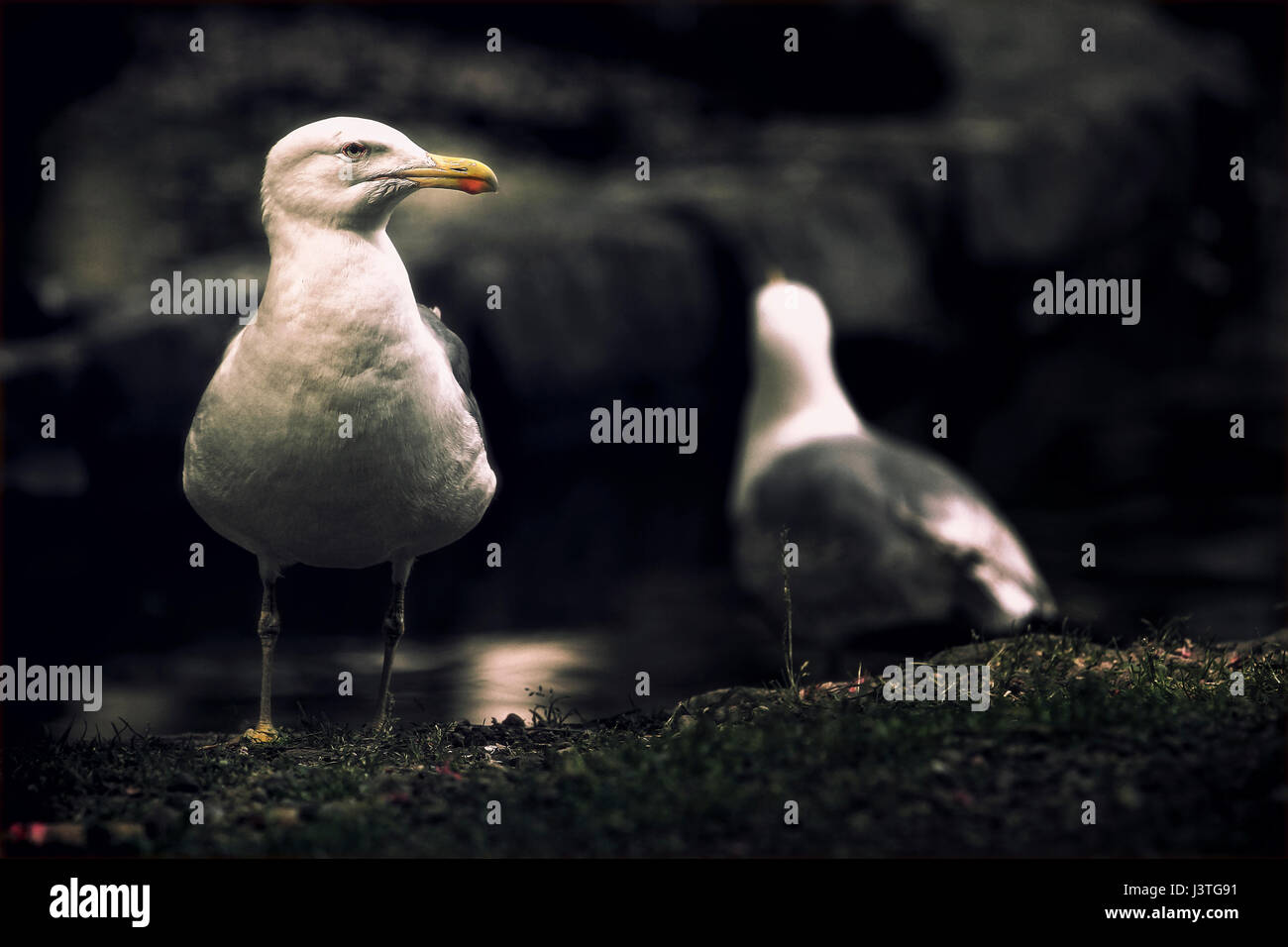 Beautiful seagull on the edge of the pond Stock Photo - Alamy