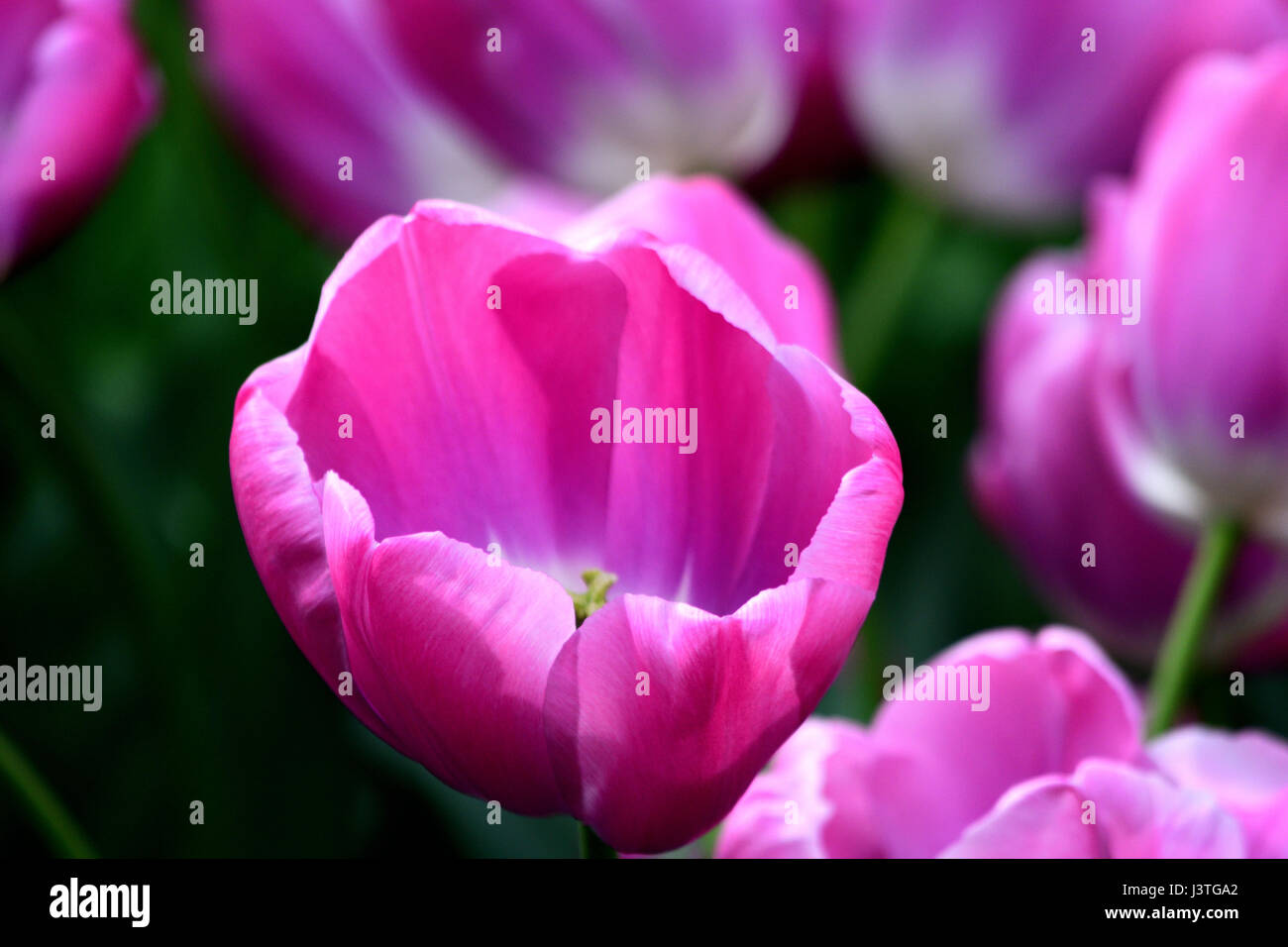 close up of opened pink tulips Stock Photo - Alamy