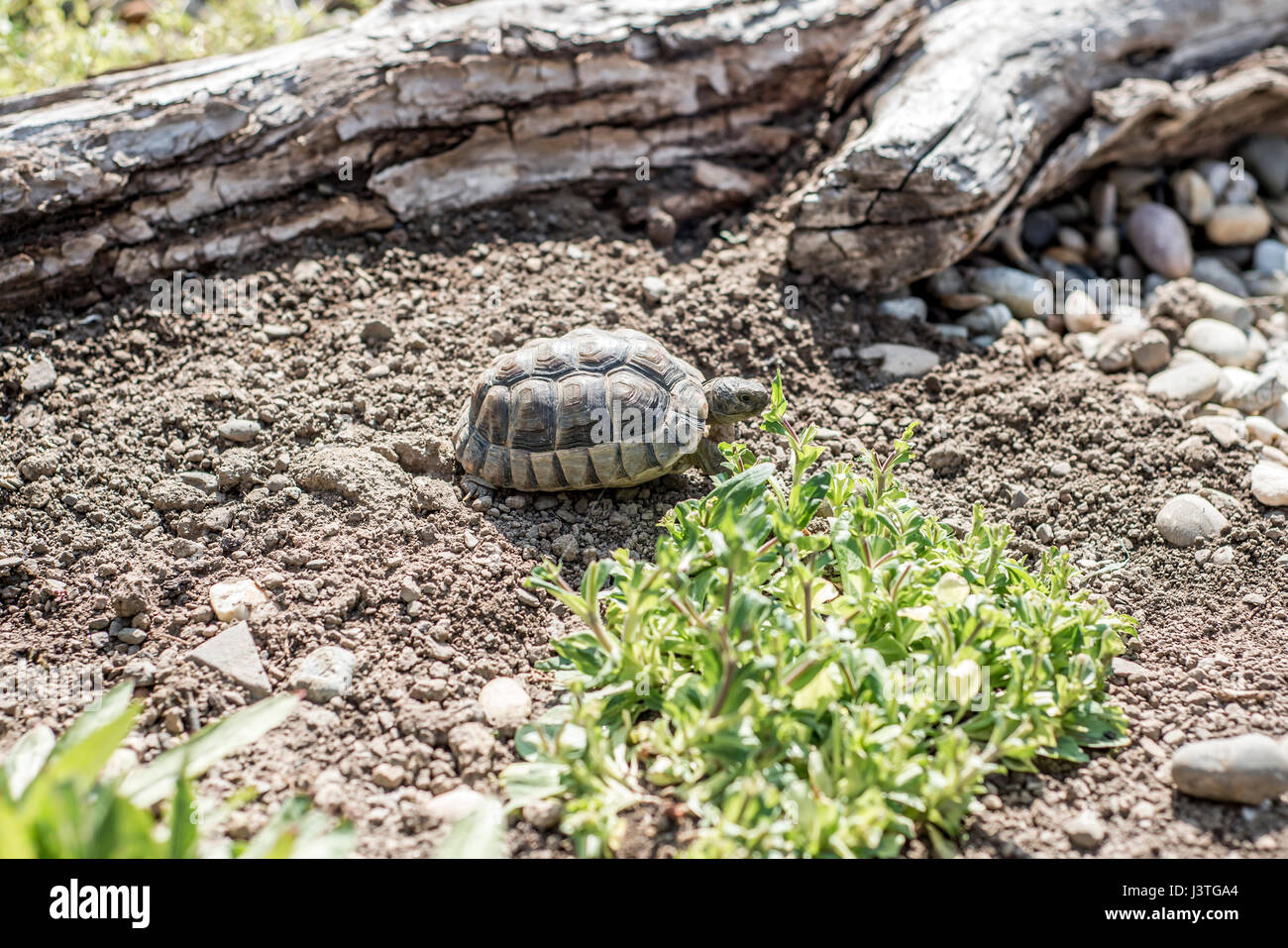 Turtle Testudo Marginata the european landturtle wildlife free eating ...