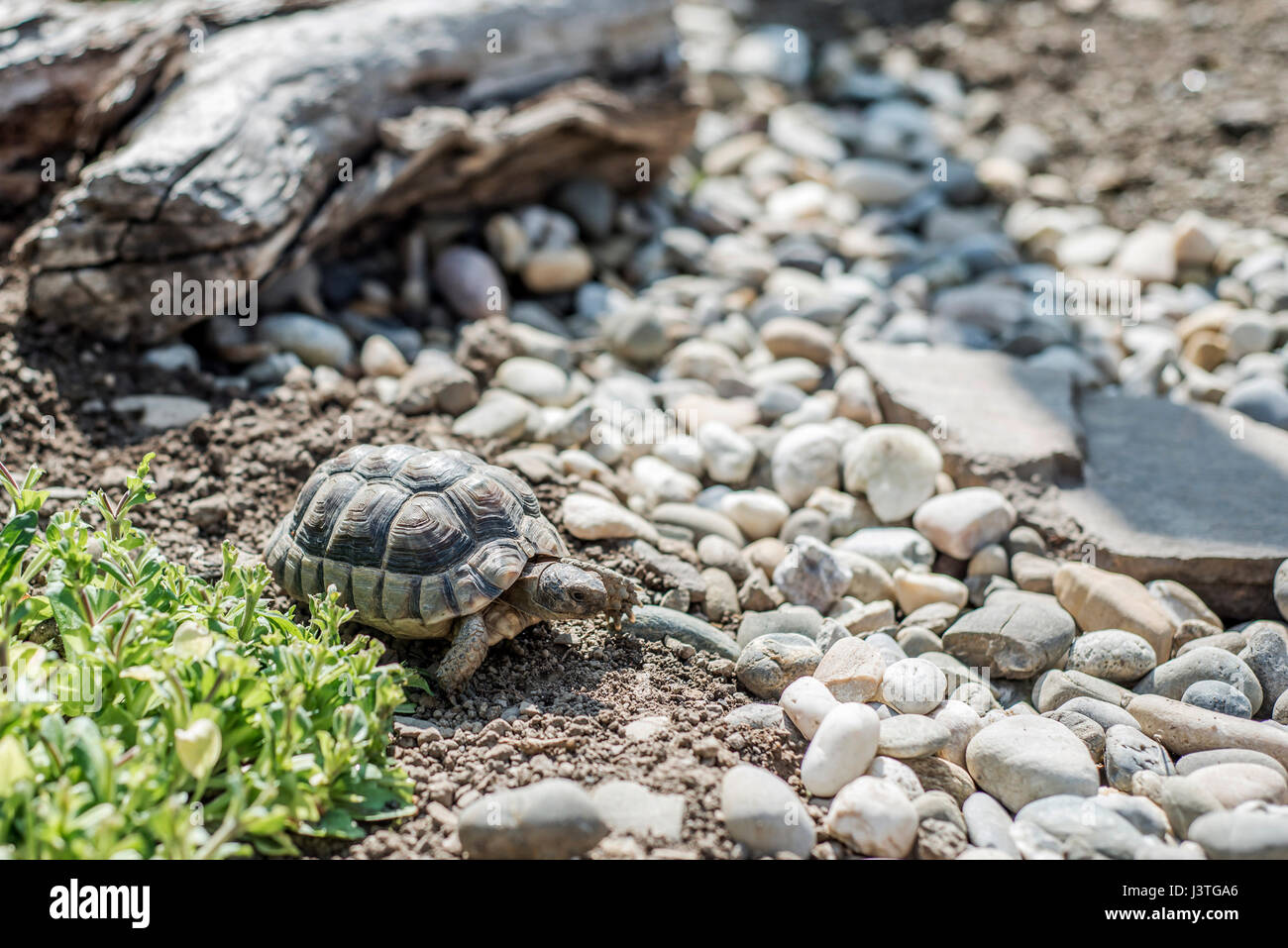 Turtle Testudo Marginata the european landturtle wildlife free eating ...