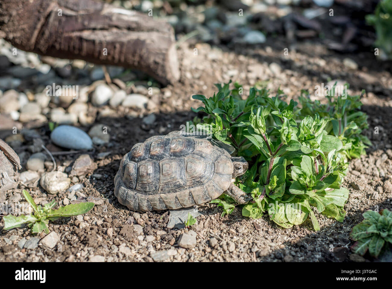 Turtle Testudo Marginata the european landturtle wildlife free eating ...