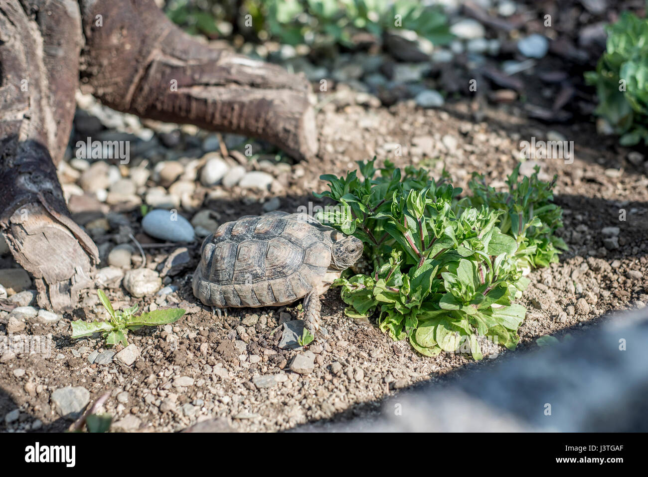 Turtle Testudo Marginata the european landturtle wildlife free eating ...