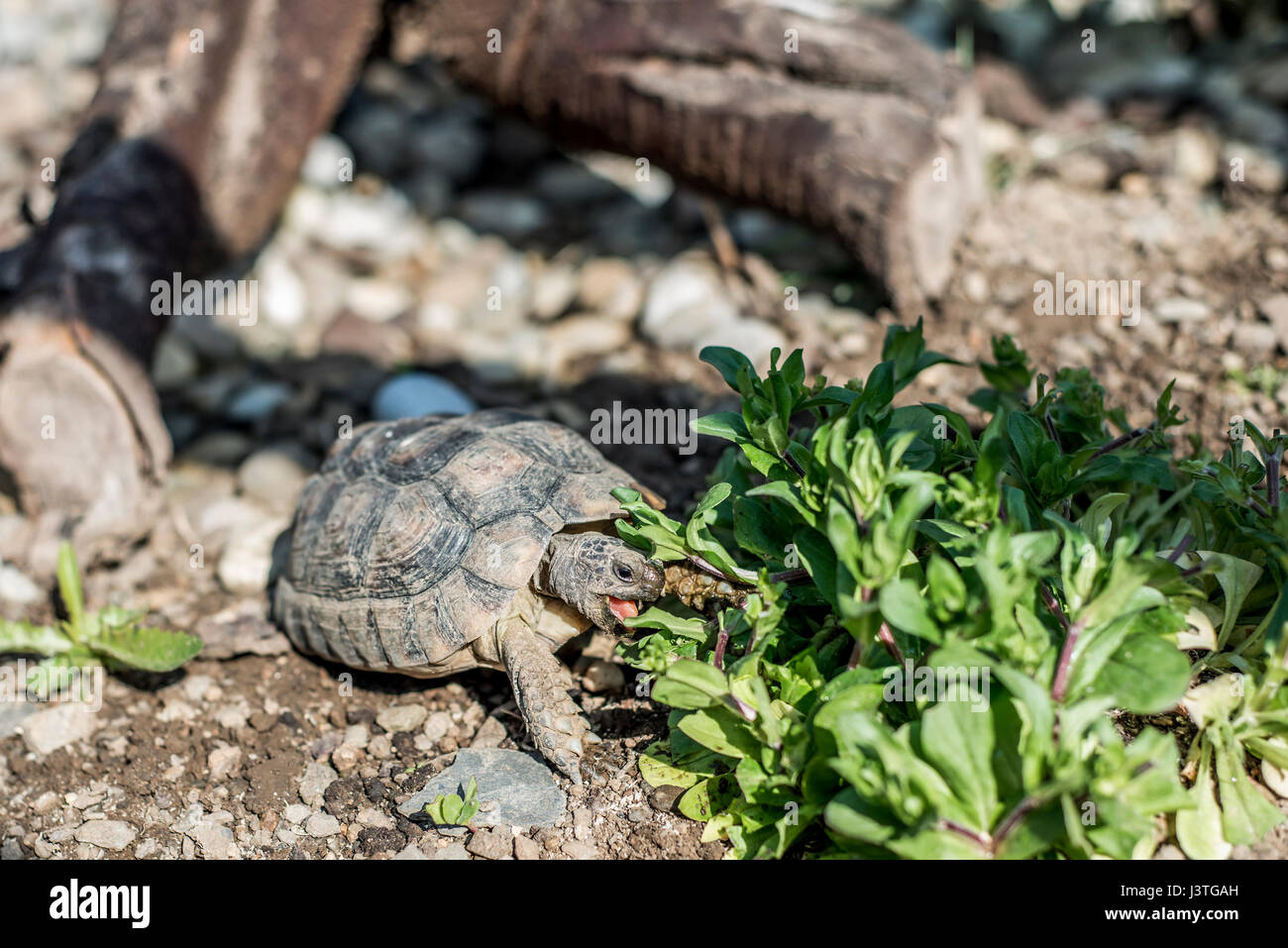 Turtle Testudo Marginata the european landturtle wildlife free eating ...