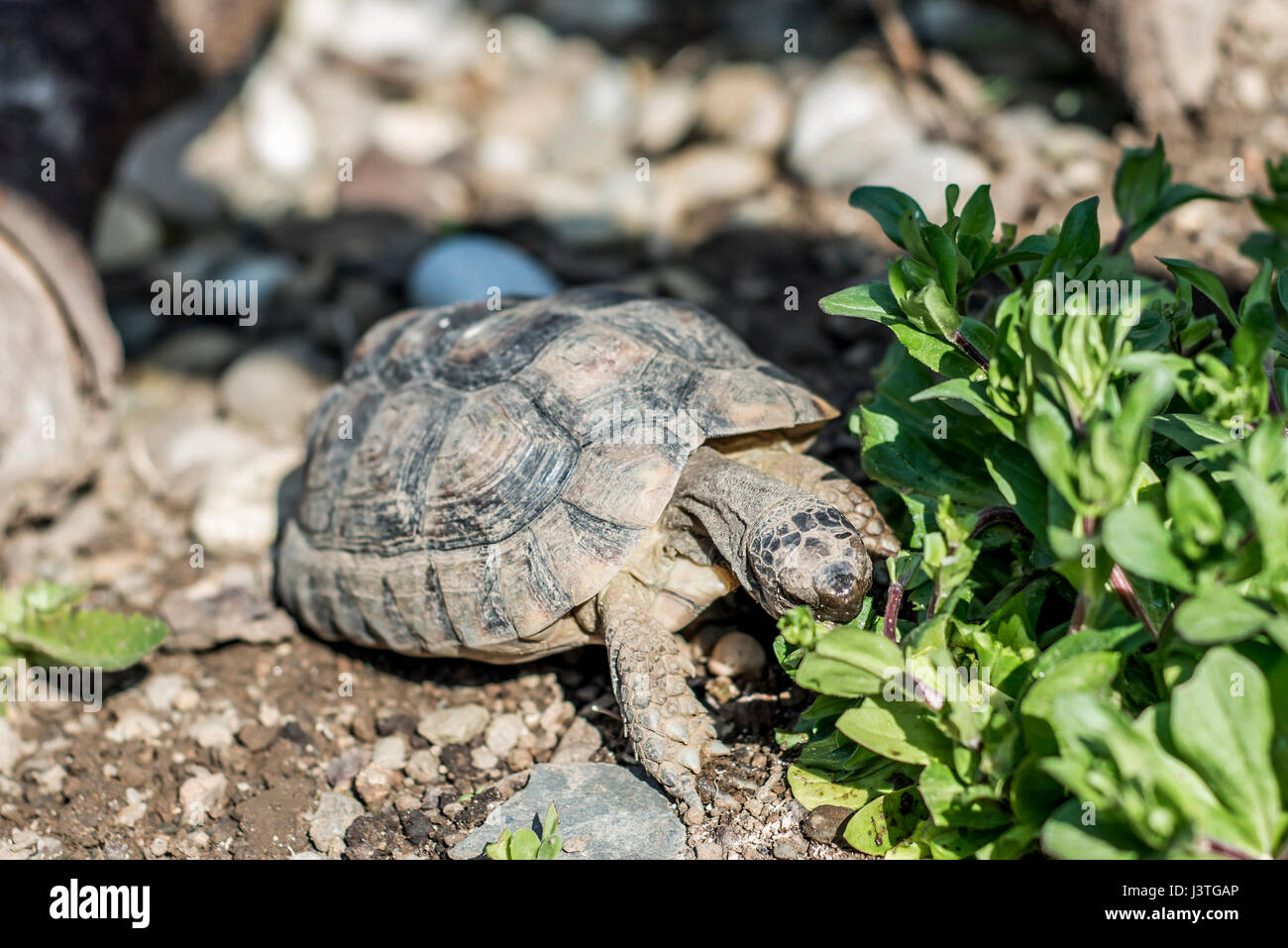 Turtle Testudo Marginata the european landturtle wildlife free eating ...