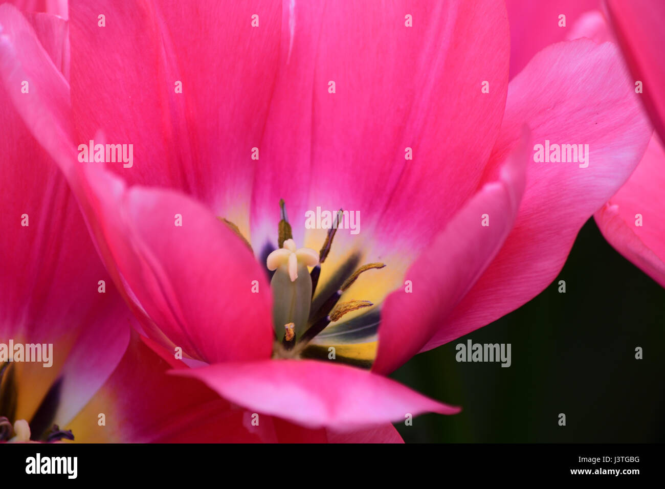 Open tulip blossoms hi-res stock photography and images - Alamy
