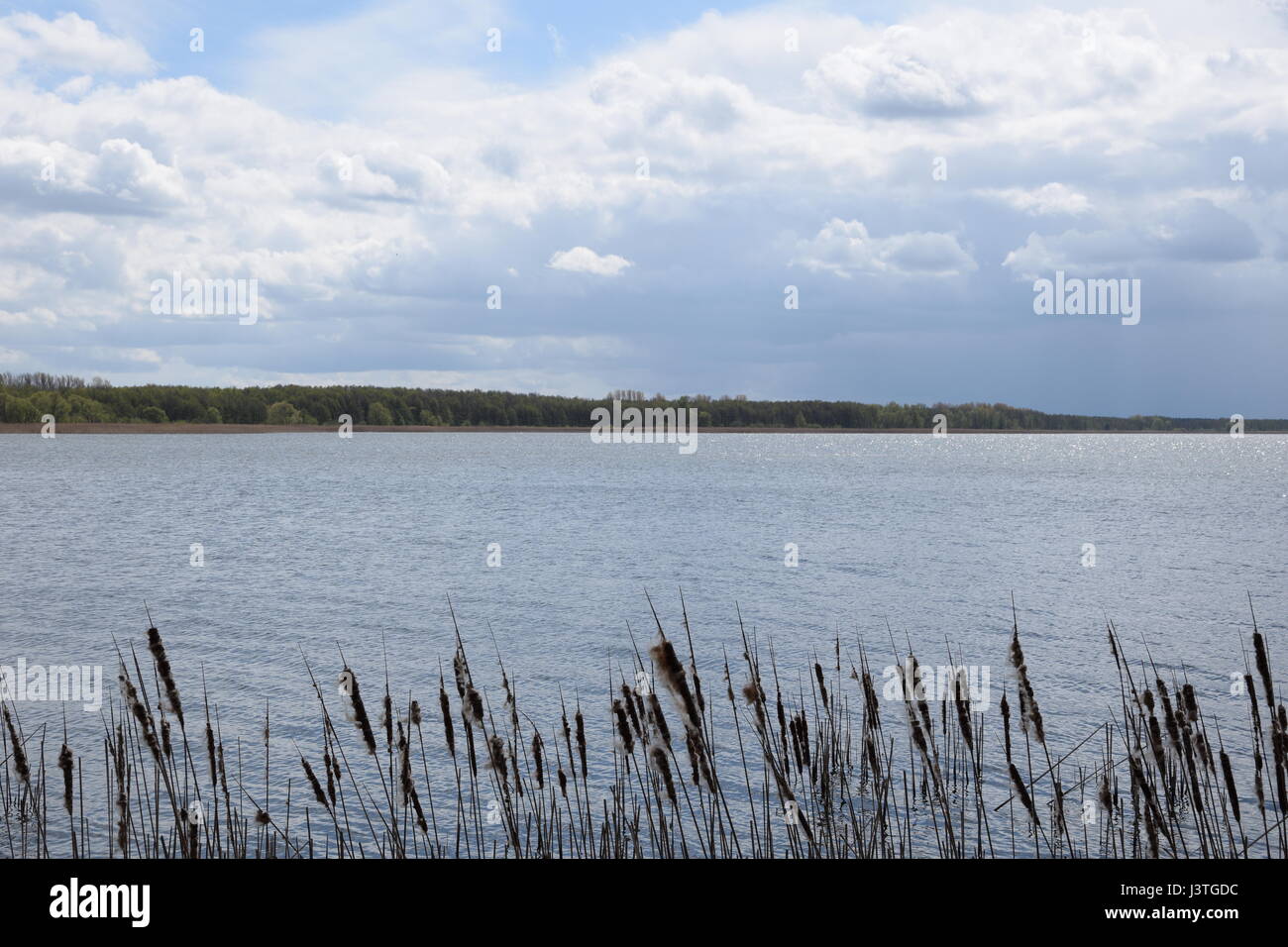 Water reeds growing plants hi-res stock photography and images - Alamy