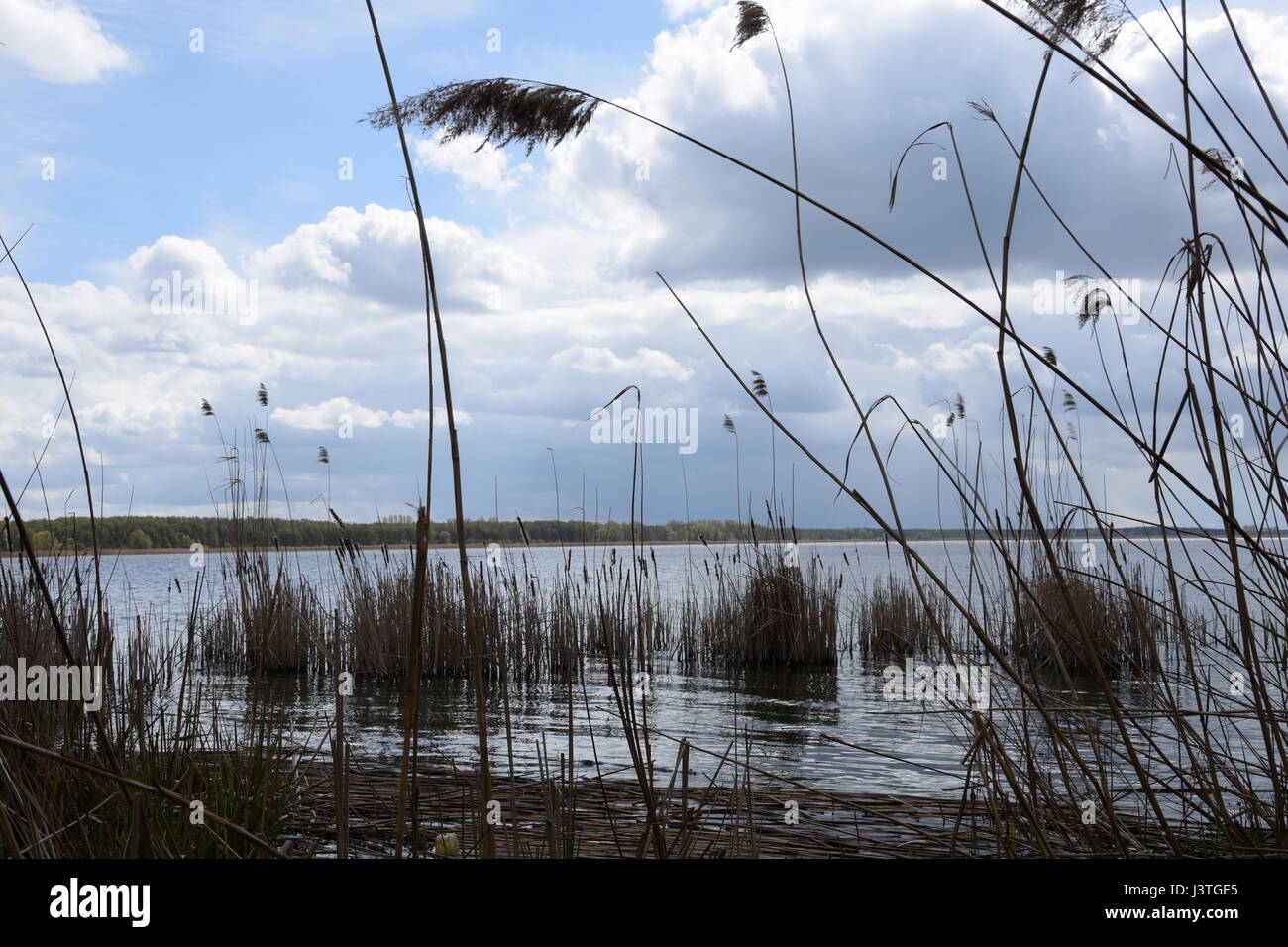 Water reeds growing plants hi-res stock photography and images - Alamy