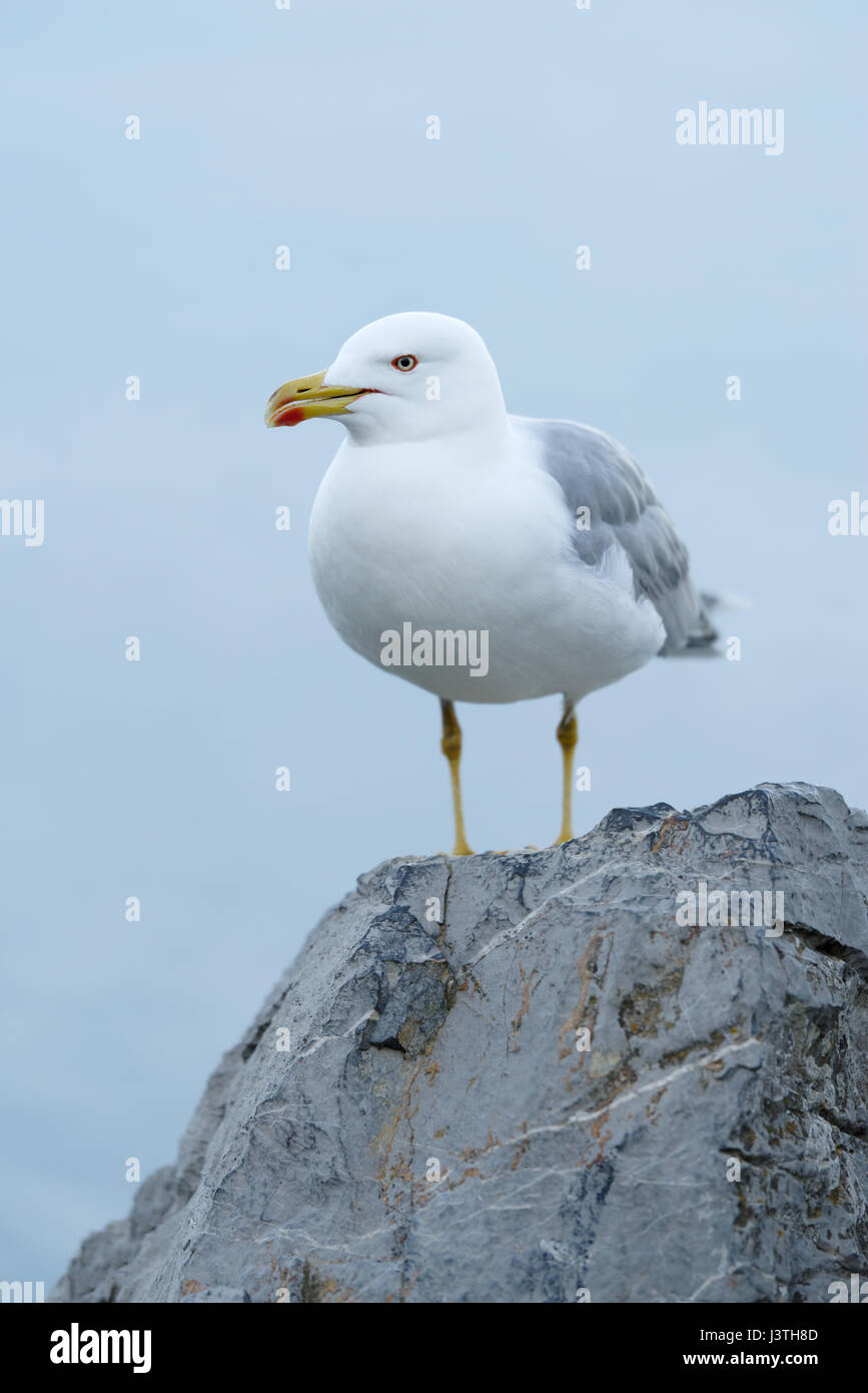 Seagull standing on rock Stock Photo - Alamy
