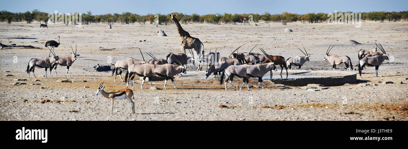 Parque nacional etosha hi-res stock photography and images - Alamy