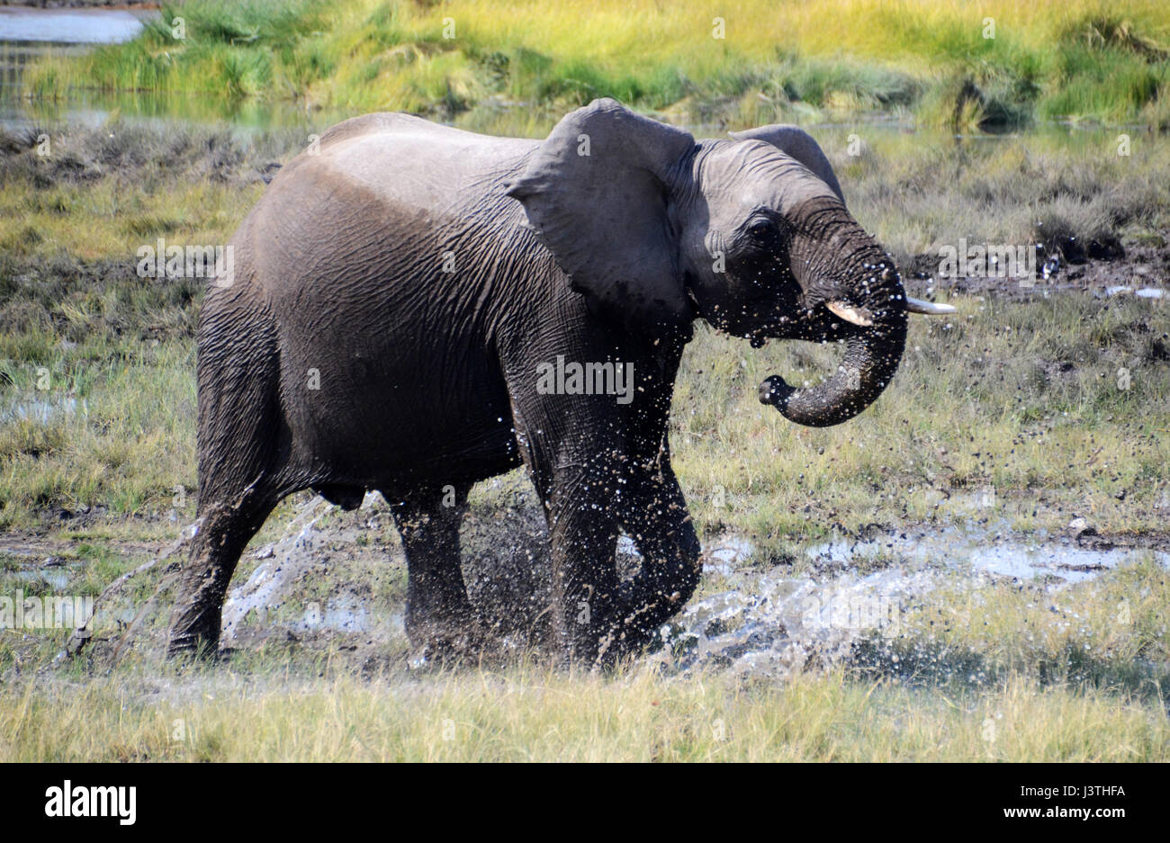 Elefantes etosha hi-res stock photography and images - Alamy