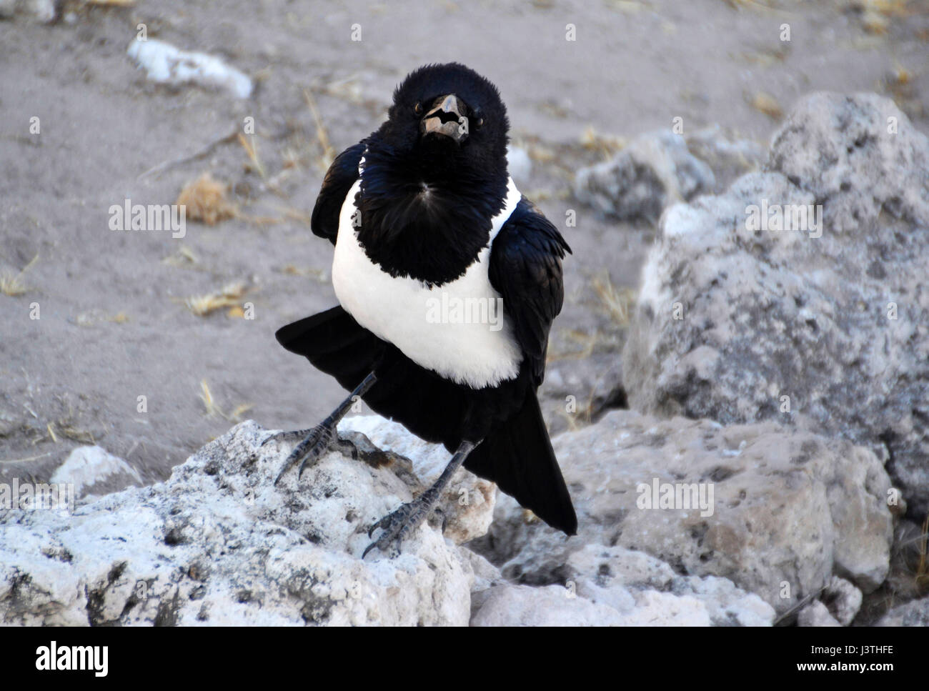 Parque nacional namib etosha hi-res stock photography and images - Alamy