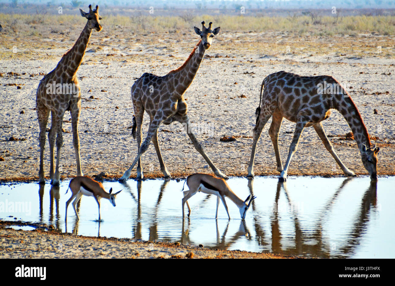 Parque nacional etosha jirafa hi-res stock photography and images - Alamy