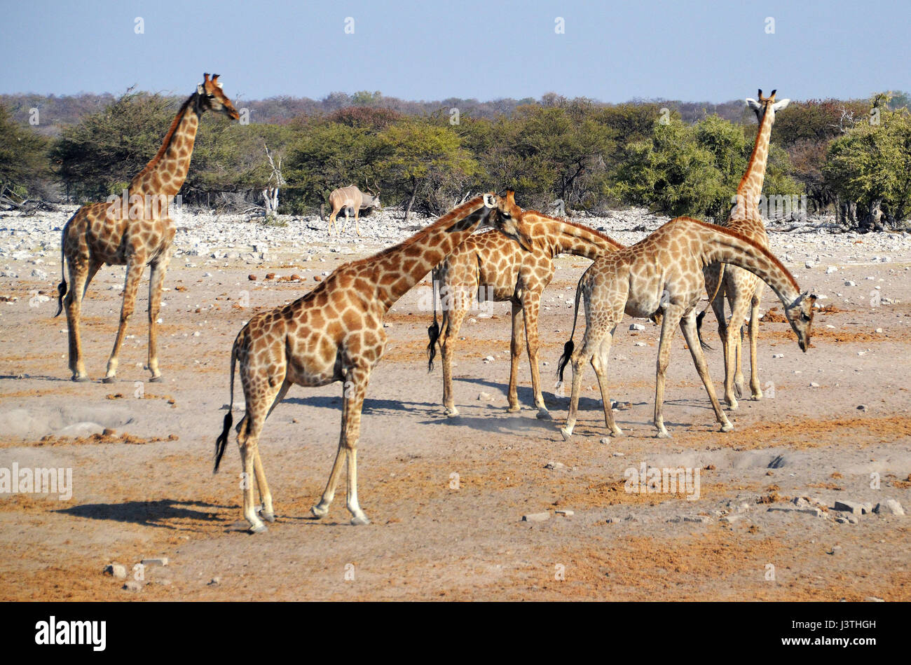 Parque nacional etosha hi-res stock photography and images - Alamy