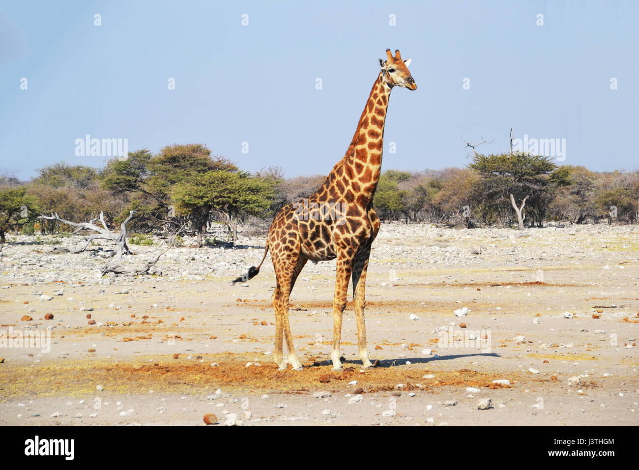 Parque nacional etosha hi-res stock photography and images - Alamy