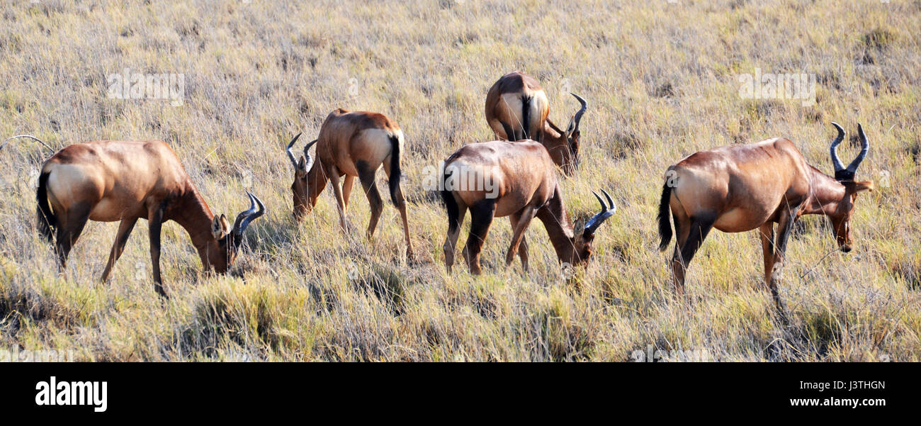 Parque nacional namib etosha hi-res stock photography and images - Alamy