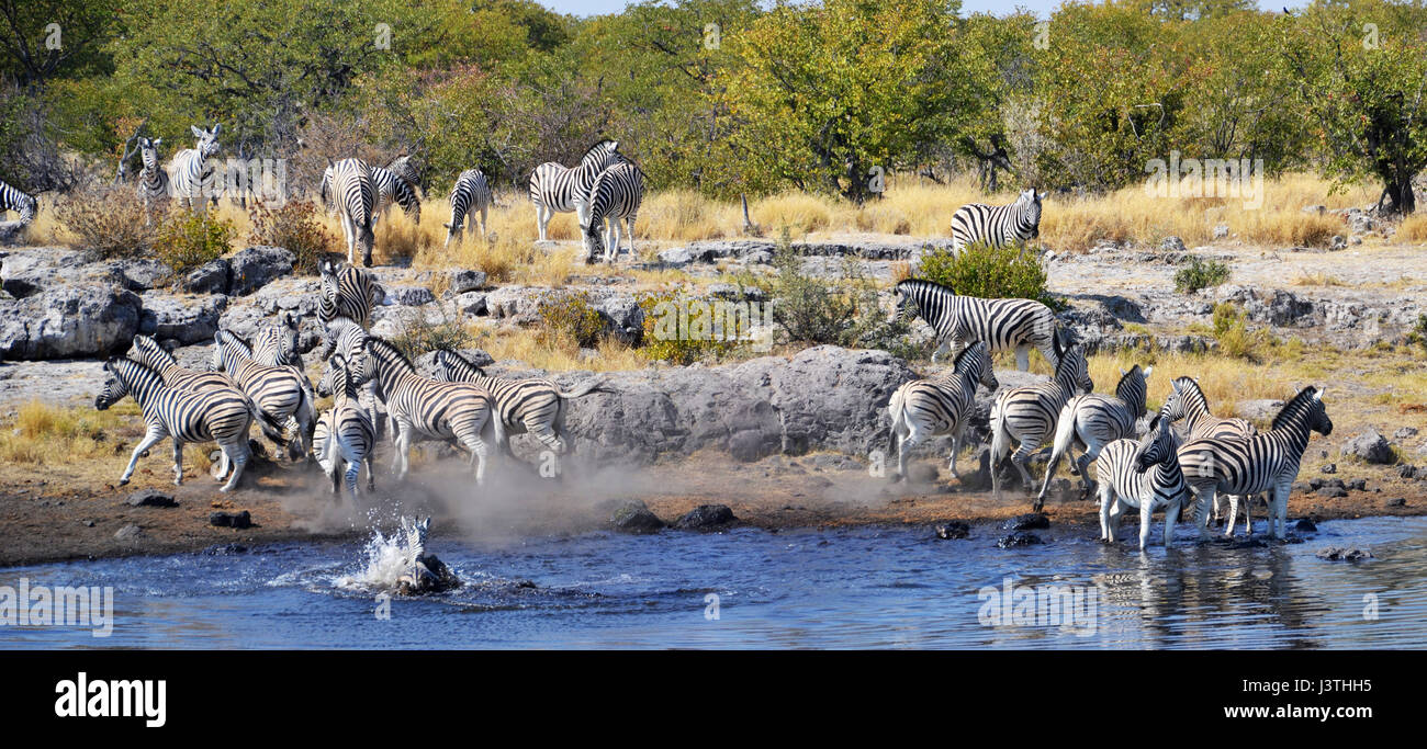 Parque nacional etosha hi-res stock photography and images - Alamy