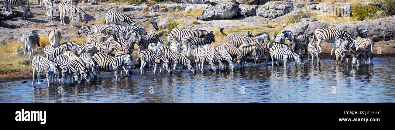 Parque nacional namib etosha hi-res stock photography and images - Alamy