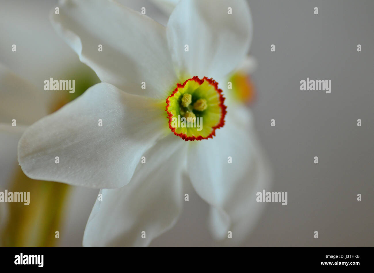 Narcissus actaea. Narcissus poeticus. Daffodil flower. Narcissus ...