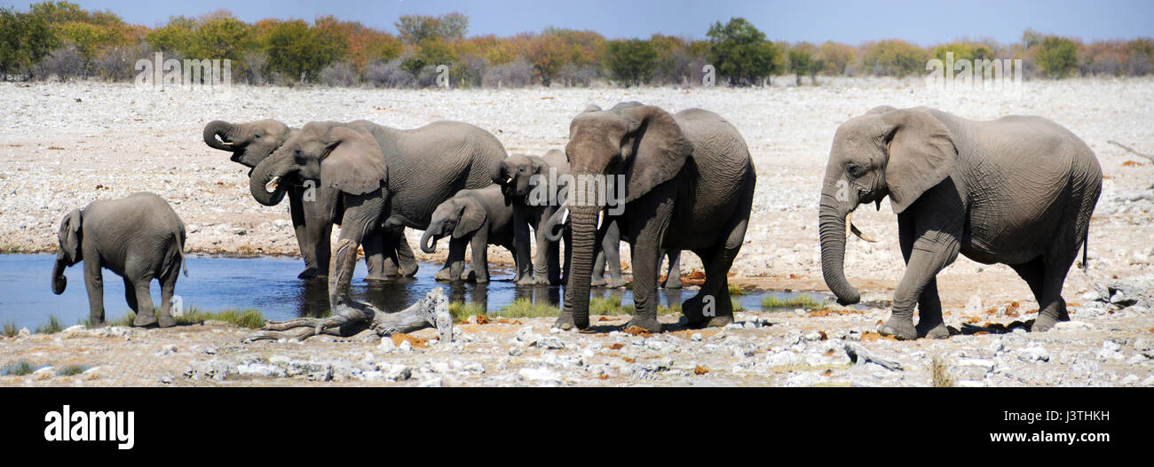 Parque nacional namib etosha hi-res stock photography and images - Alamy
