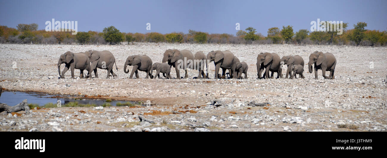 Parque nacional etosha hi-res stock photography and images - Alamy