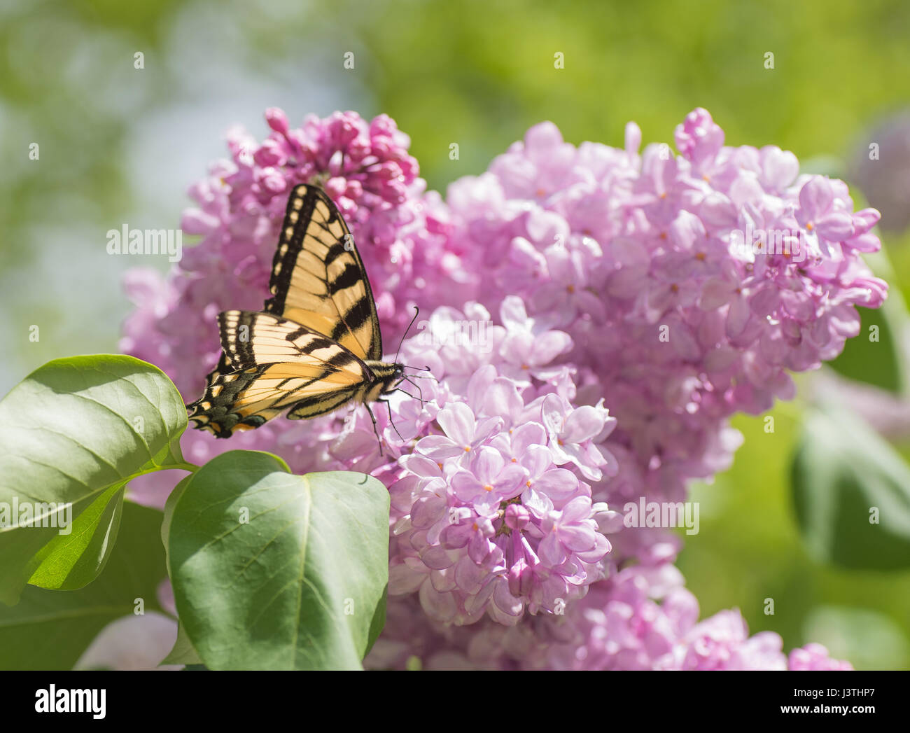 Butterfly purple lilac hi-res stock photography and images - Alamy