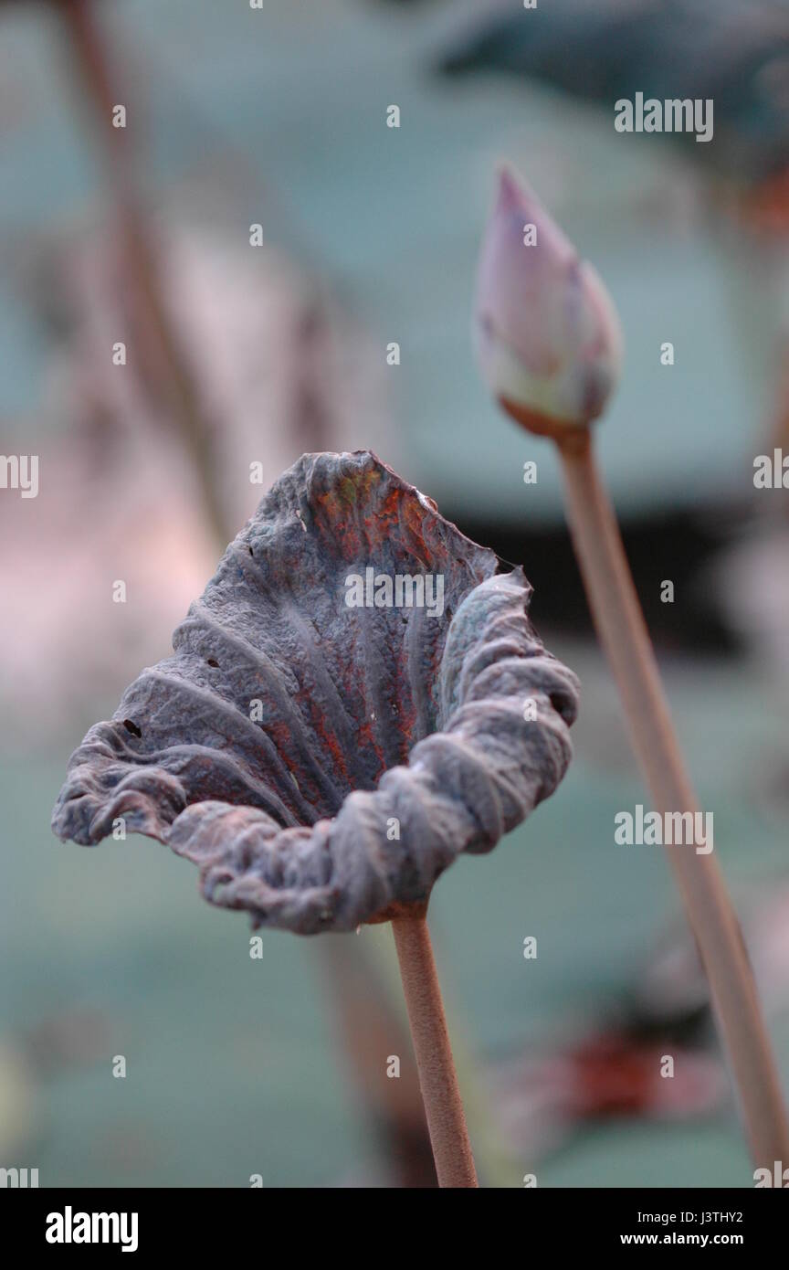 Beautifull wither lotus leave Stock Photo - Alamy