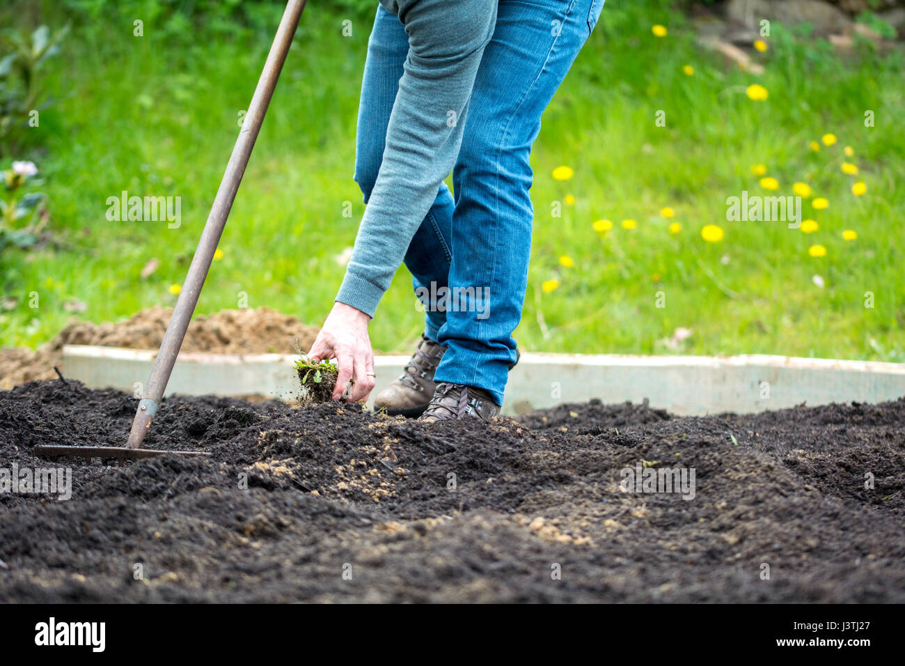 A man with a rake planting a seedling or a sapling in the garden Stock ...