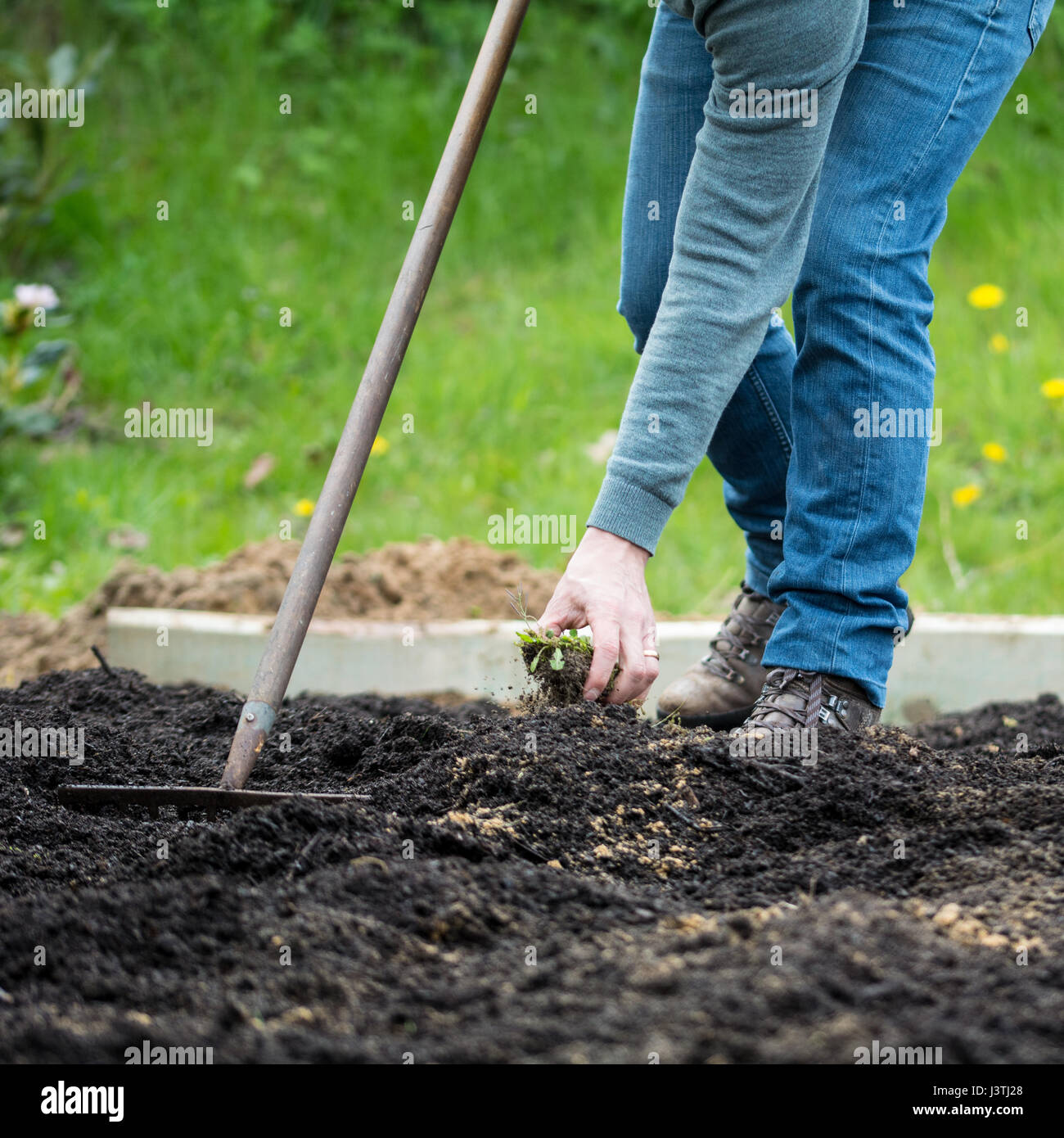 A man with a rake planting a seedling or a sapling in the garden Stock ...
