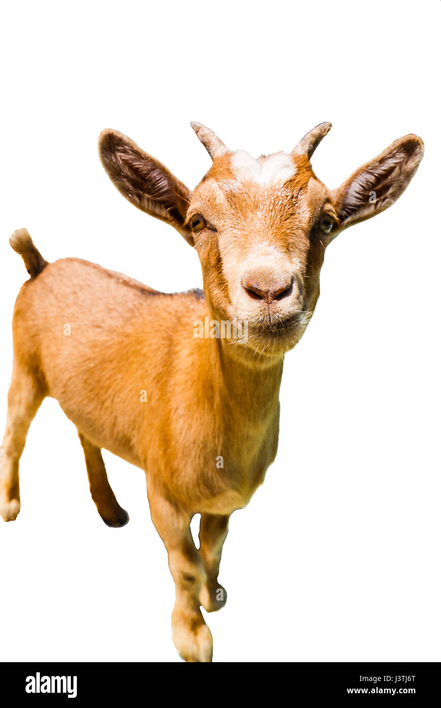 little brown baby goat looking straight front, isolated on a white ...