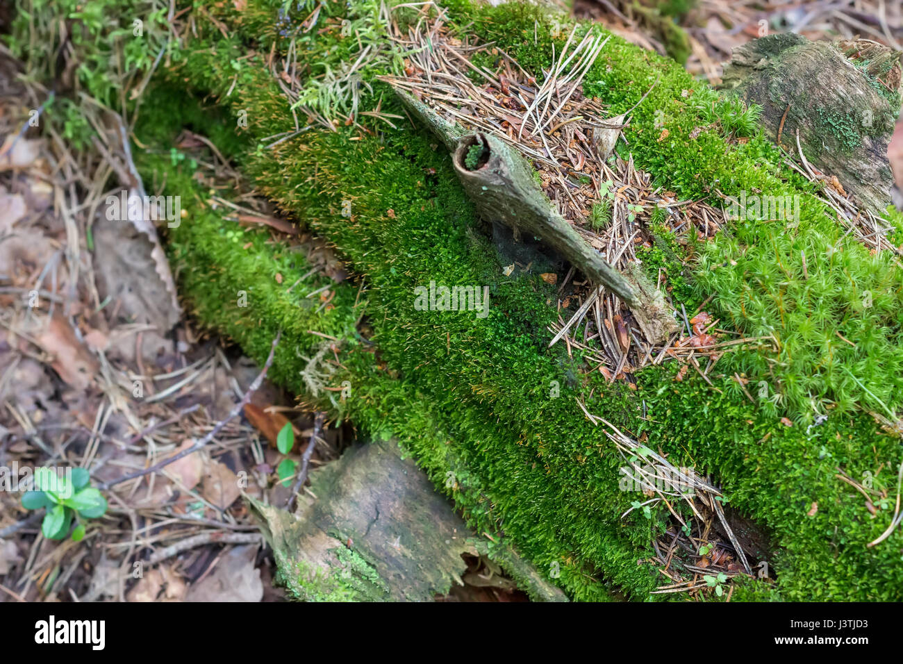 Green moss. Close-up Stock Photo - Alamy