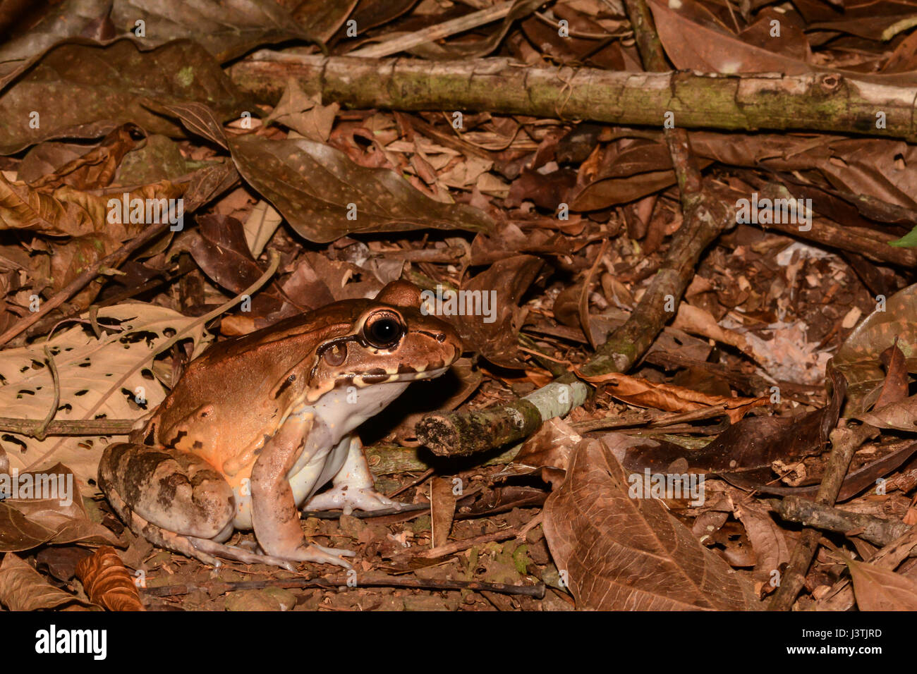 Smoky Jungle Frog Stock Photo - Alamy