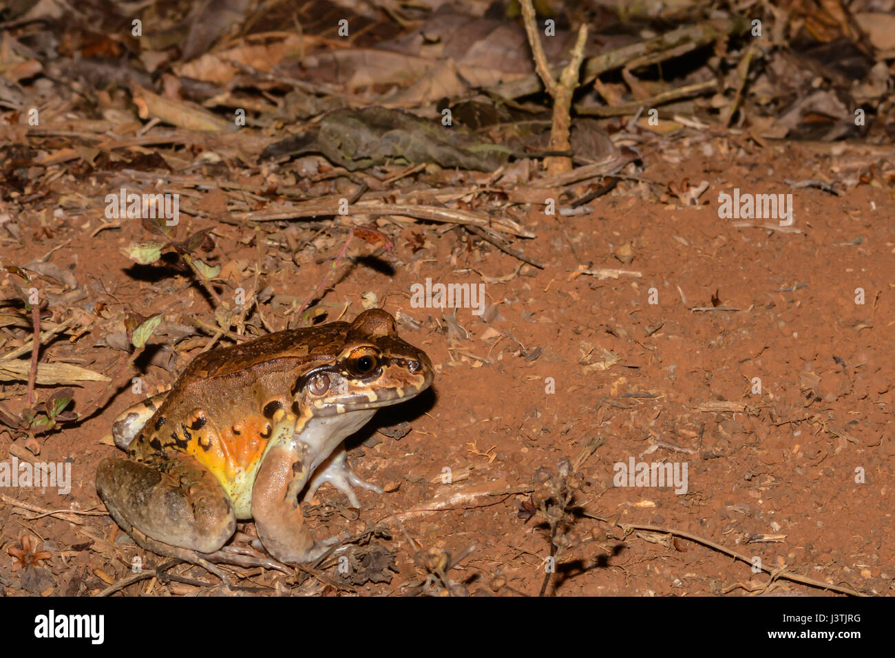 American tree frog hi-res stock photography and images - Alamy