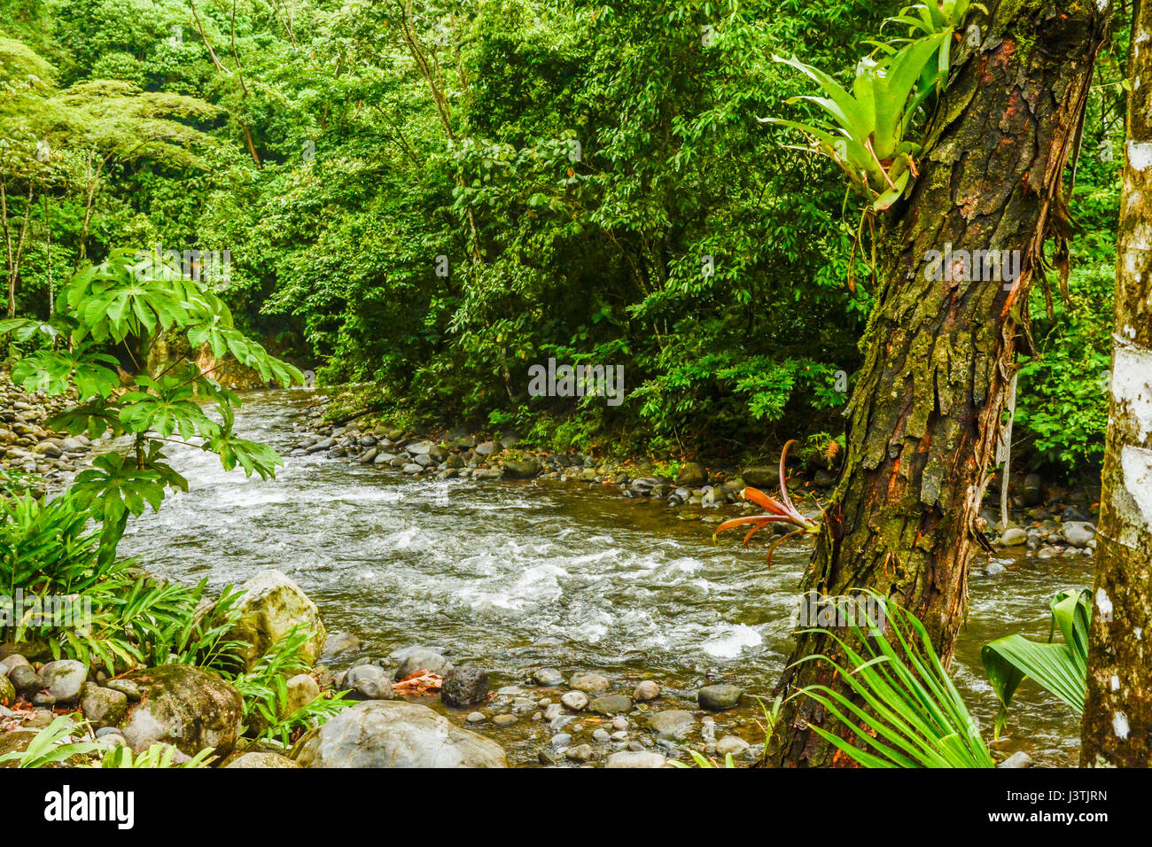 Tropical rainforest biome hi-res stock photography and images - Alamy