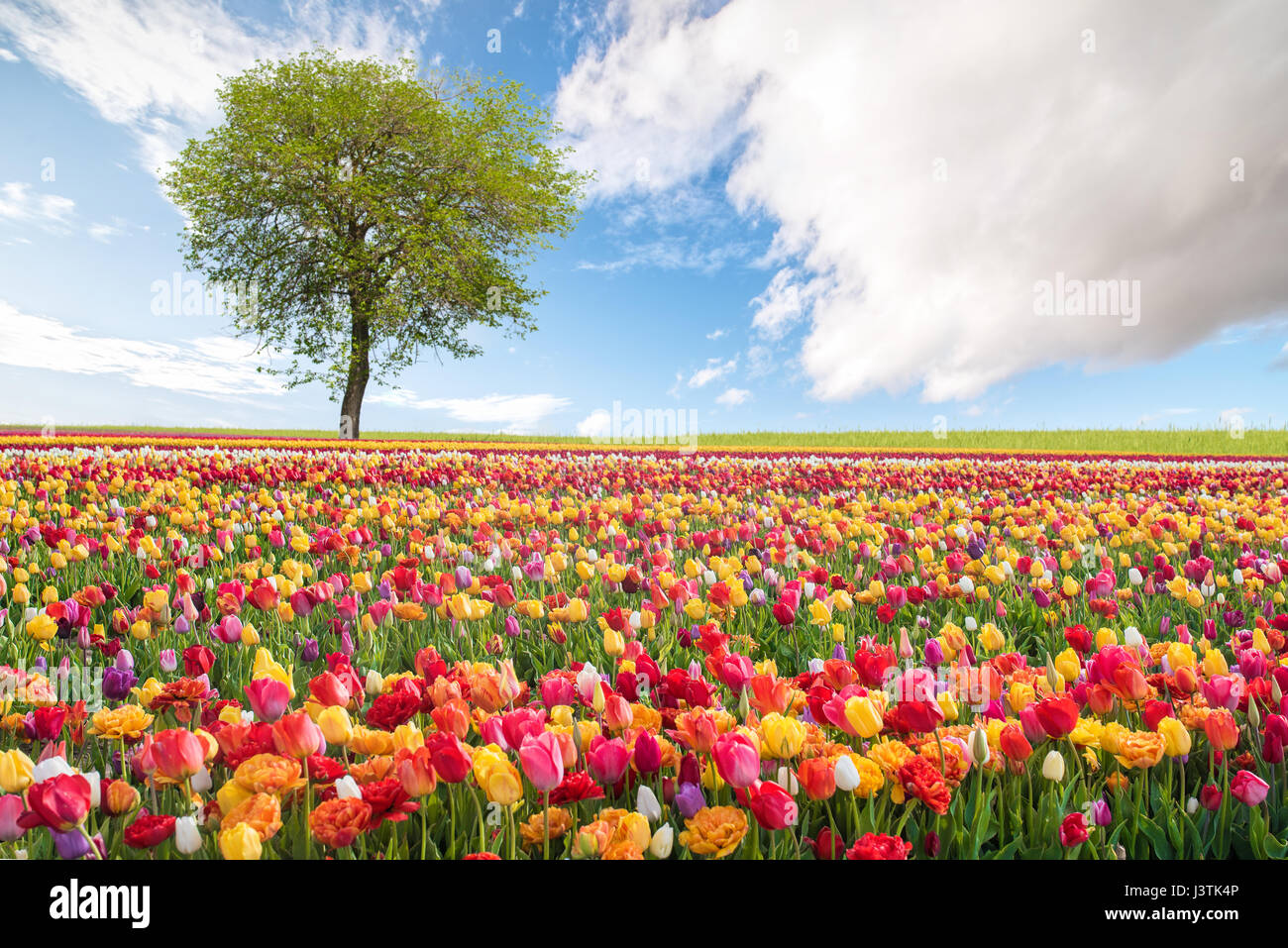 spring landscape with colorful flowers Stock Photo - Alamy