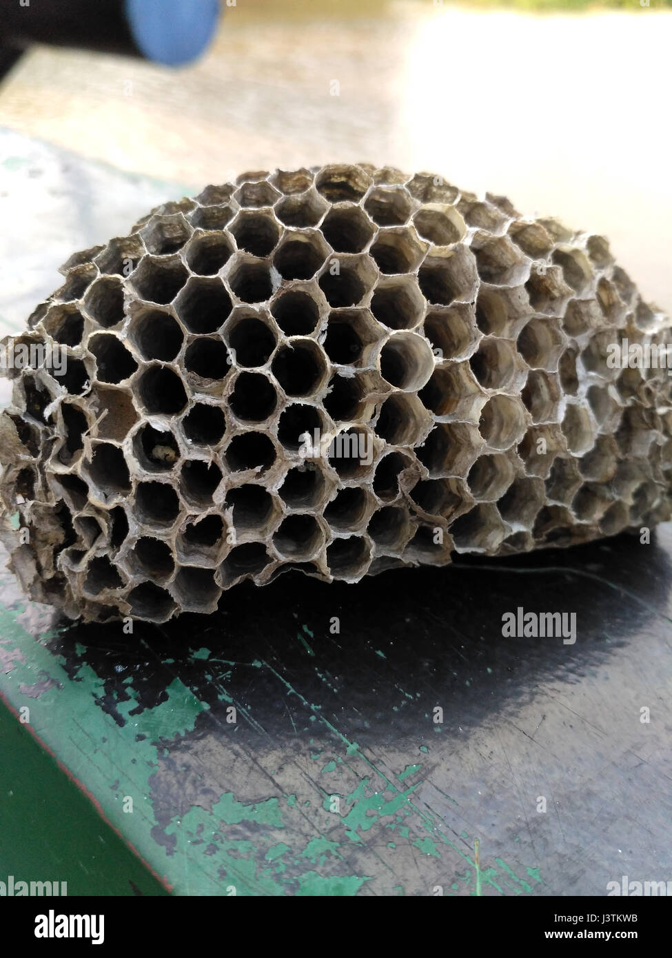Empty beehive tree hi-res stock photography and images - Alamy