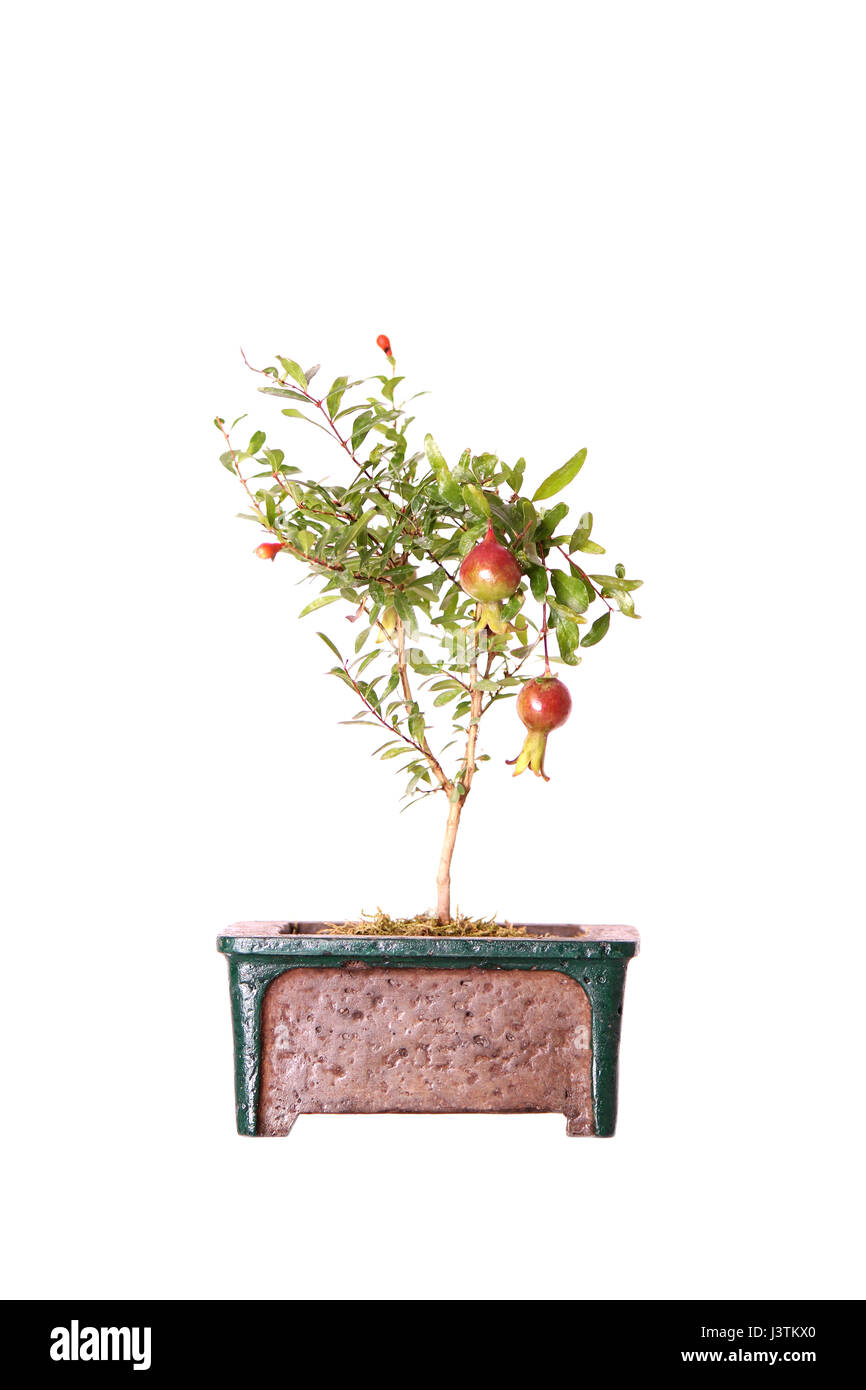 Pomegranate tree pot hi-res stock photography and images - Alamy