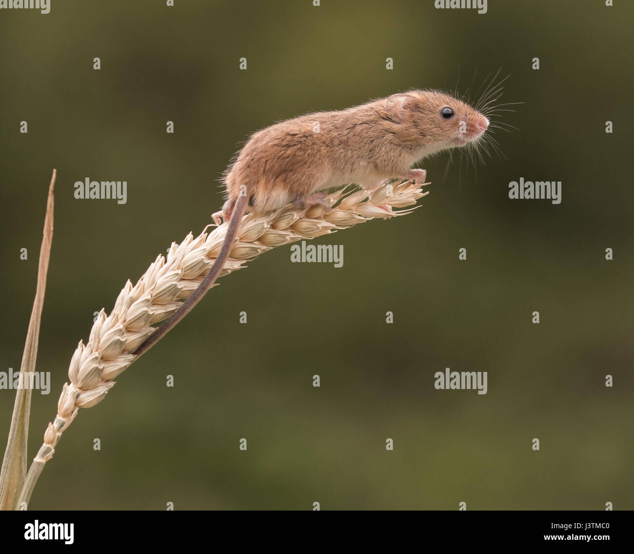 Harvestmice hi-res stock photography and images - Alamy