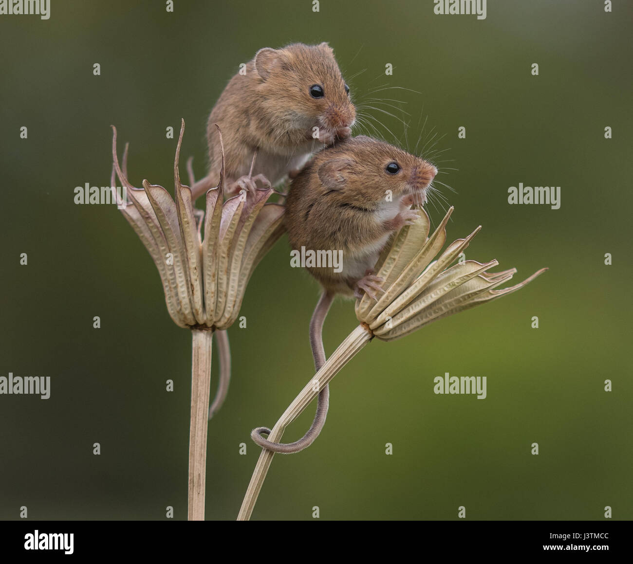 Harvestmouse High Resolution Stock Photography and Images - Alamy