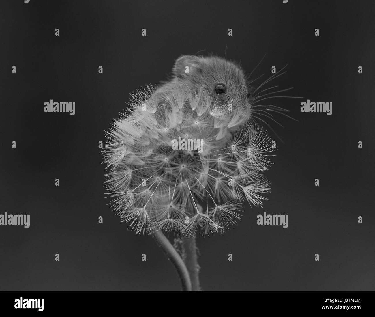Harvest Mouse on dandelion Stock Photo - Alamy