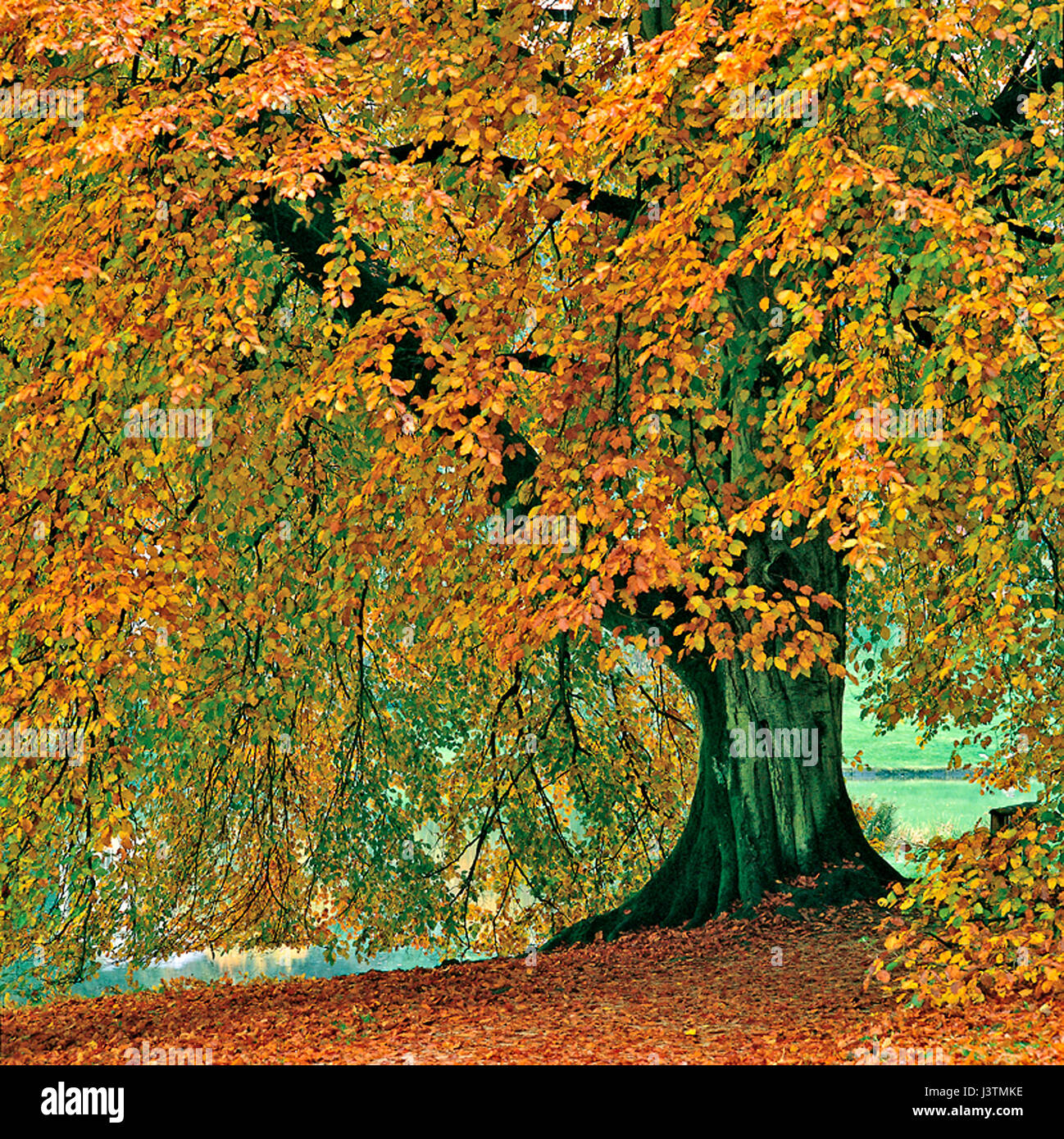 Tree with autumn colour hi-res stock photography and images - Alamy